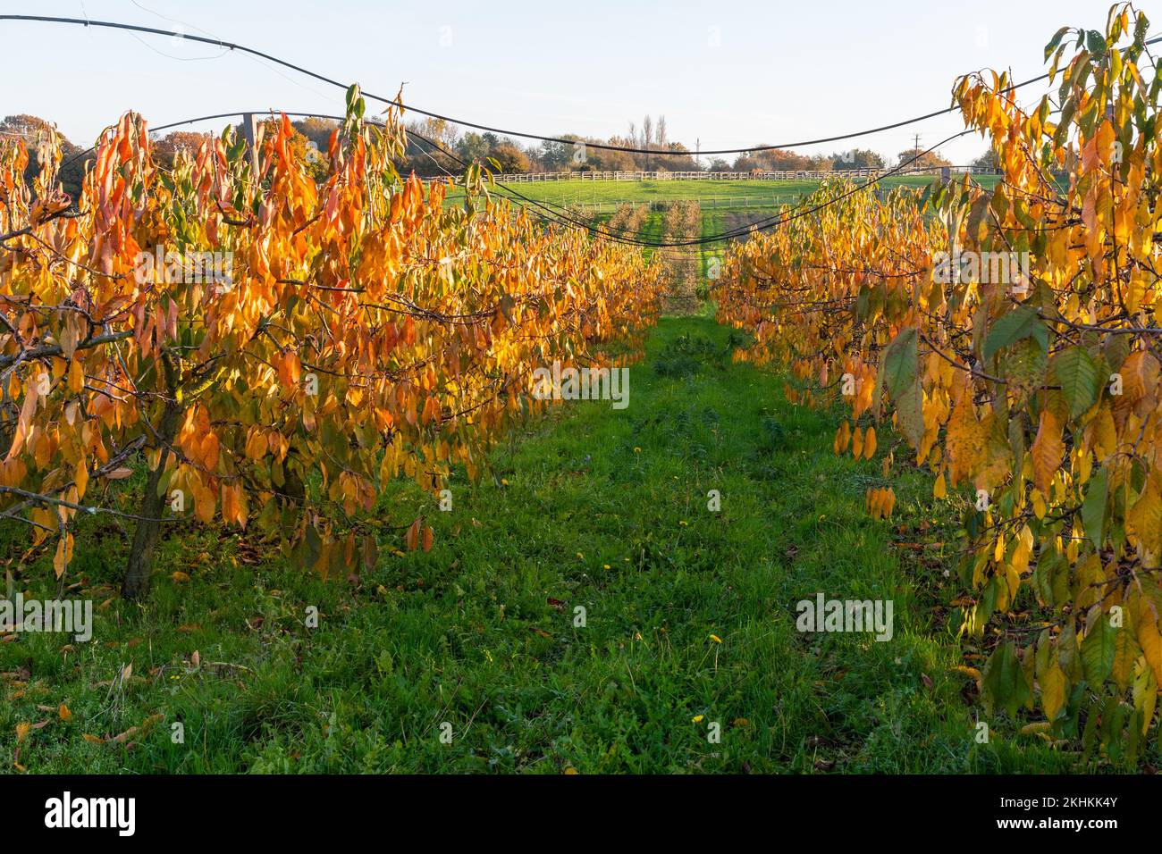 Cherry trees in an orchard in autumn with low sun and long shadows ...
