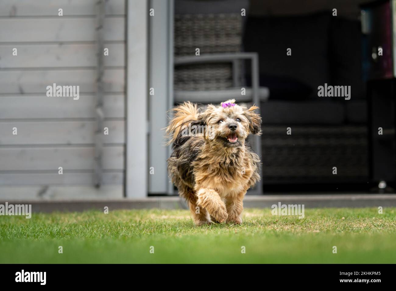 A Havanese dog (Canis lupus familiaris) with a purple bow running on ...