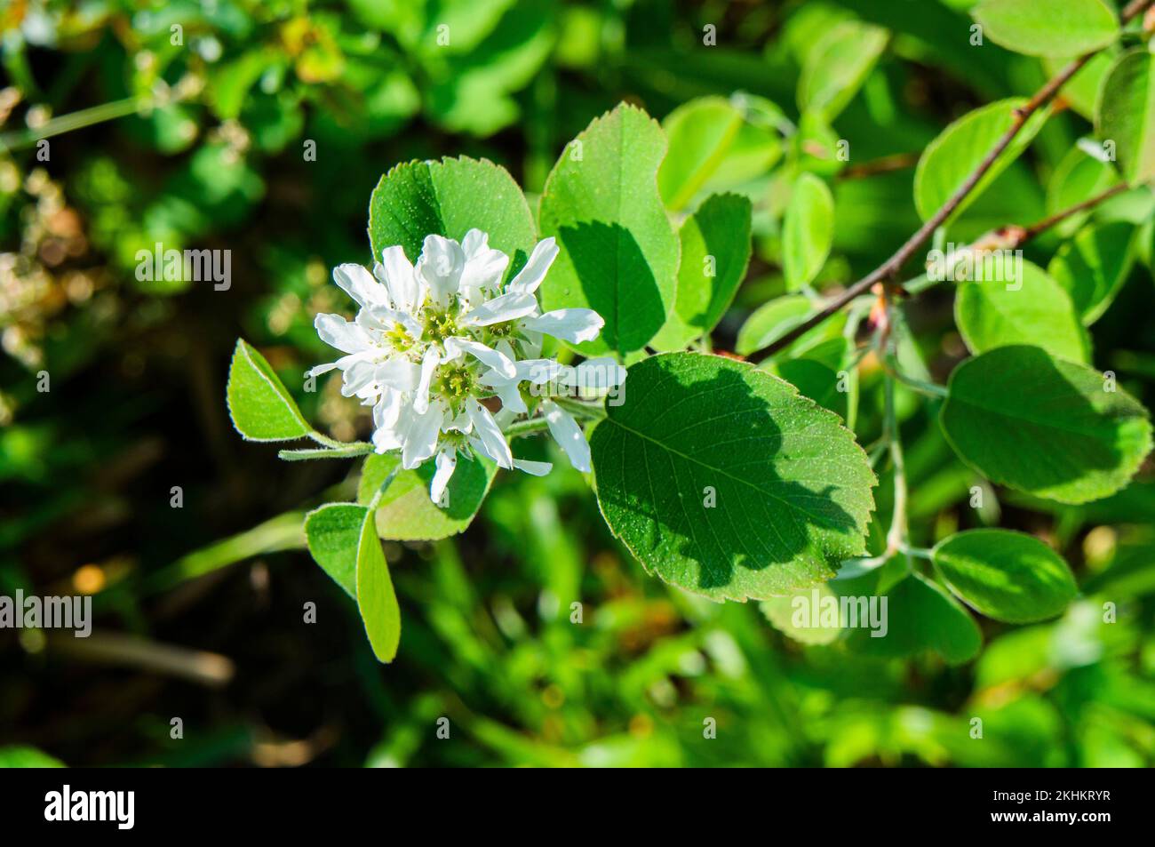 Saskatoon Serviceberry, Amelanchier alnifolia, flowering in Pruhonice ...