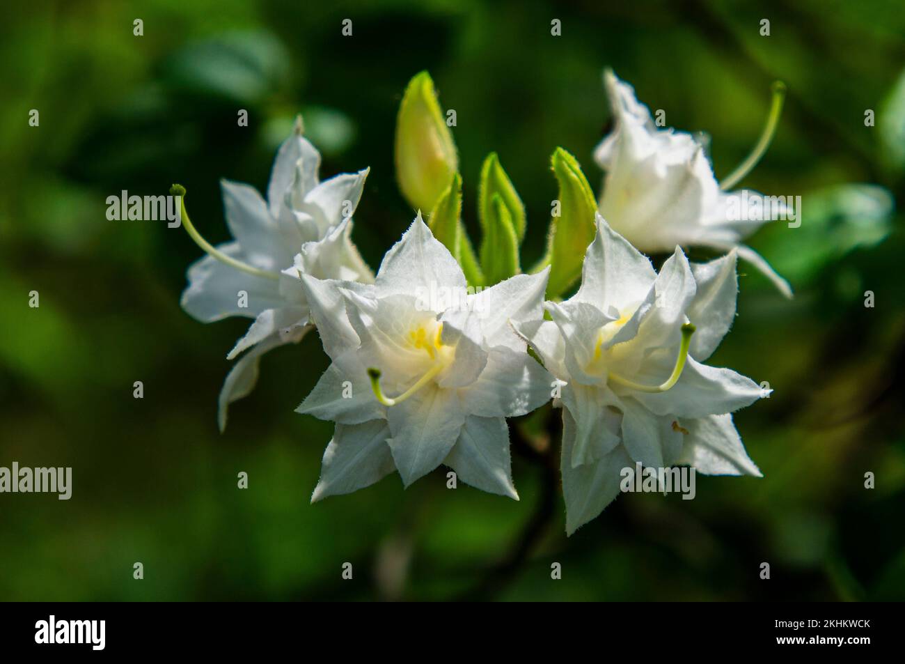 Swamp azalea rhododendron viscosum hi-res stock photography and images ...
