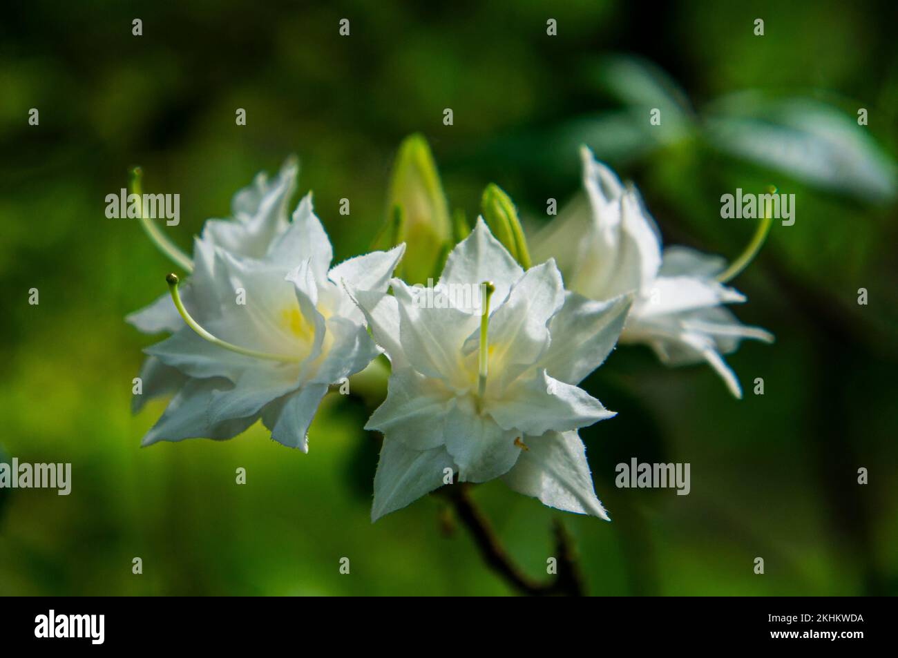 Close up of flowering Swamp Azalea, Rhododendron viscosum 'Mecene' in ...