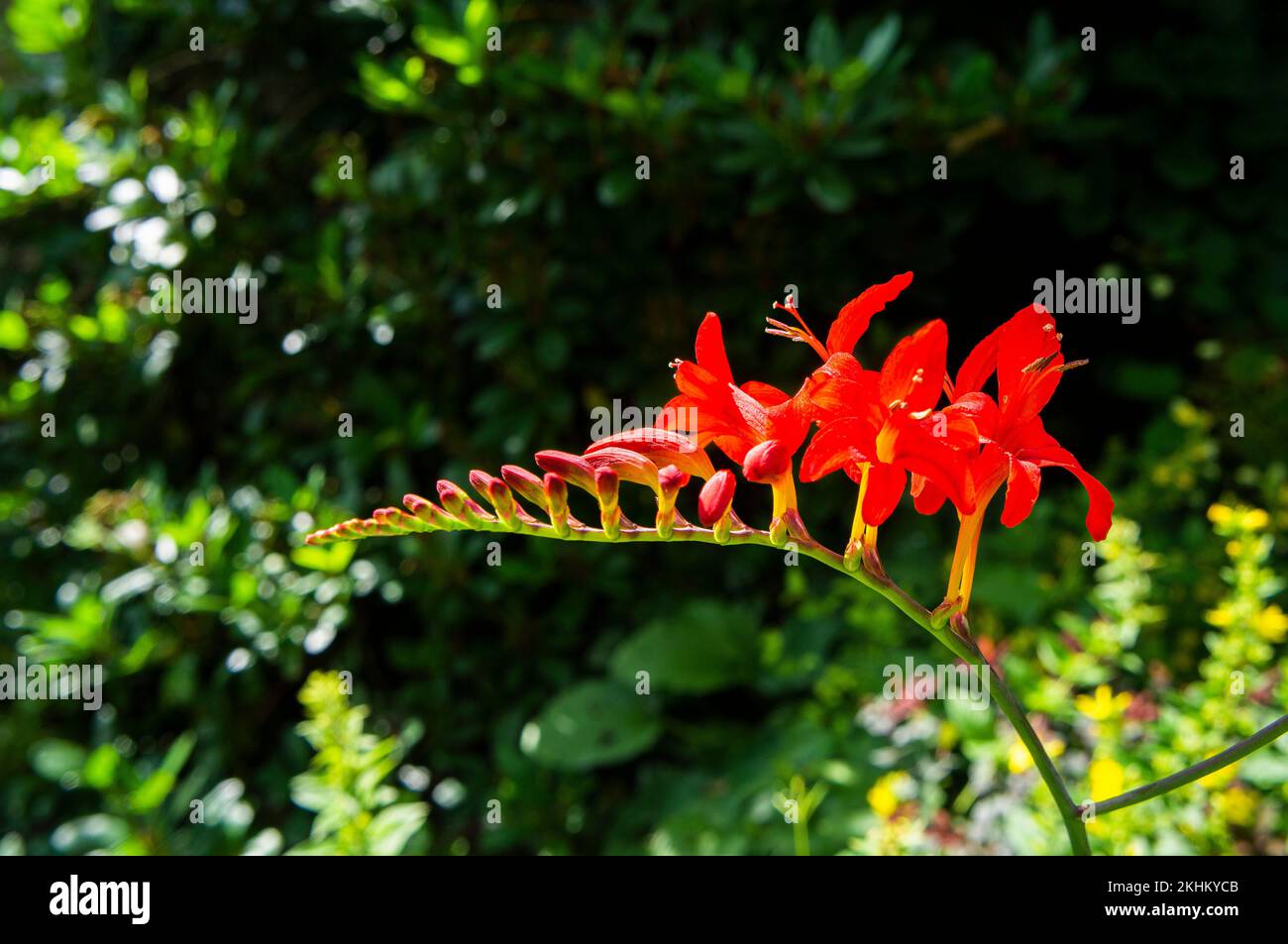Close up of flowering Crocosmia 'Lucifer' in Pruhonice, Czech Republic ...