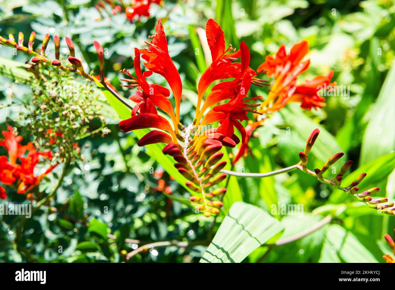 Close up of flowering Crocosmia 'Lucifer' in Pruhonice, Czech Republic ...