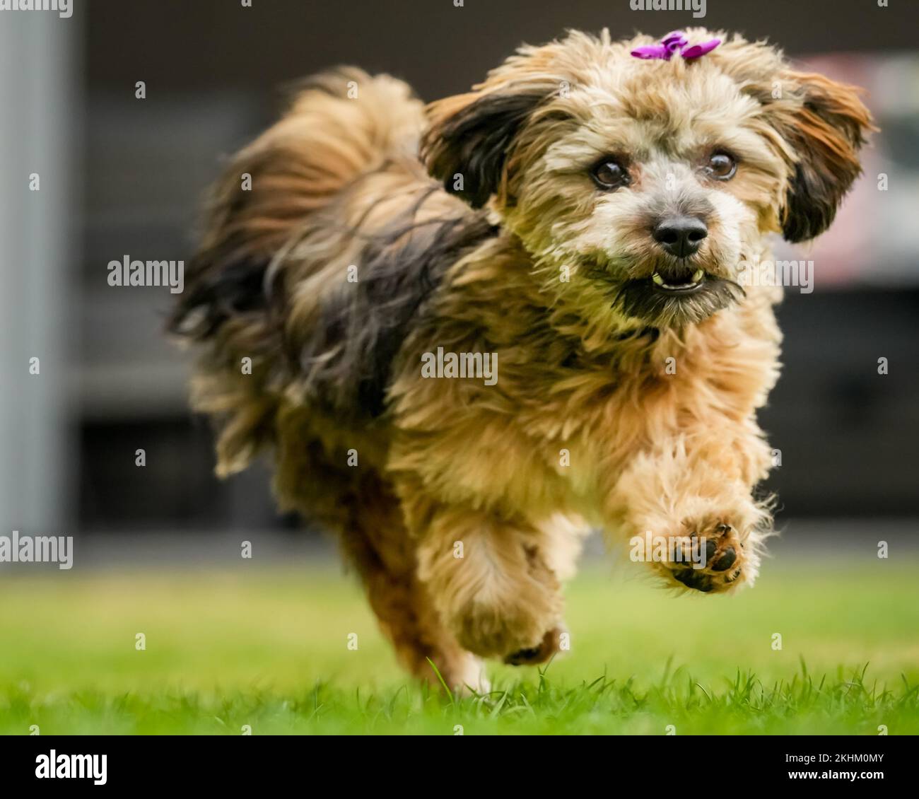 Brown Havanese Mix