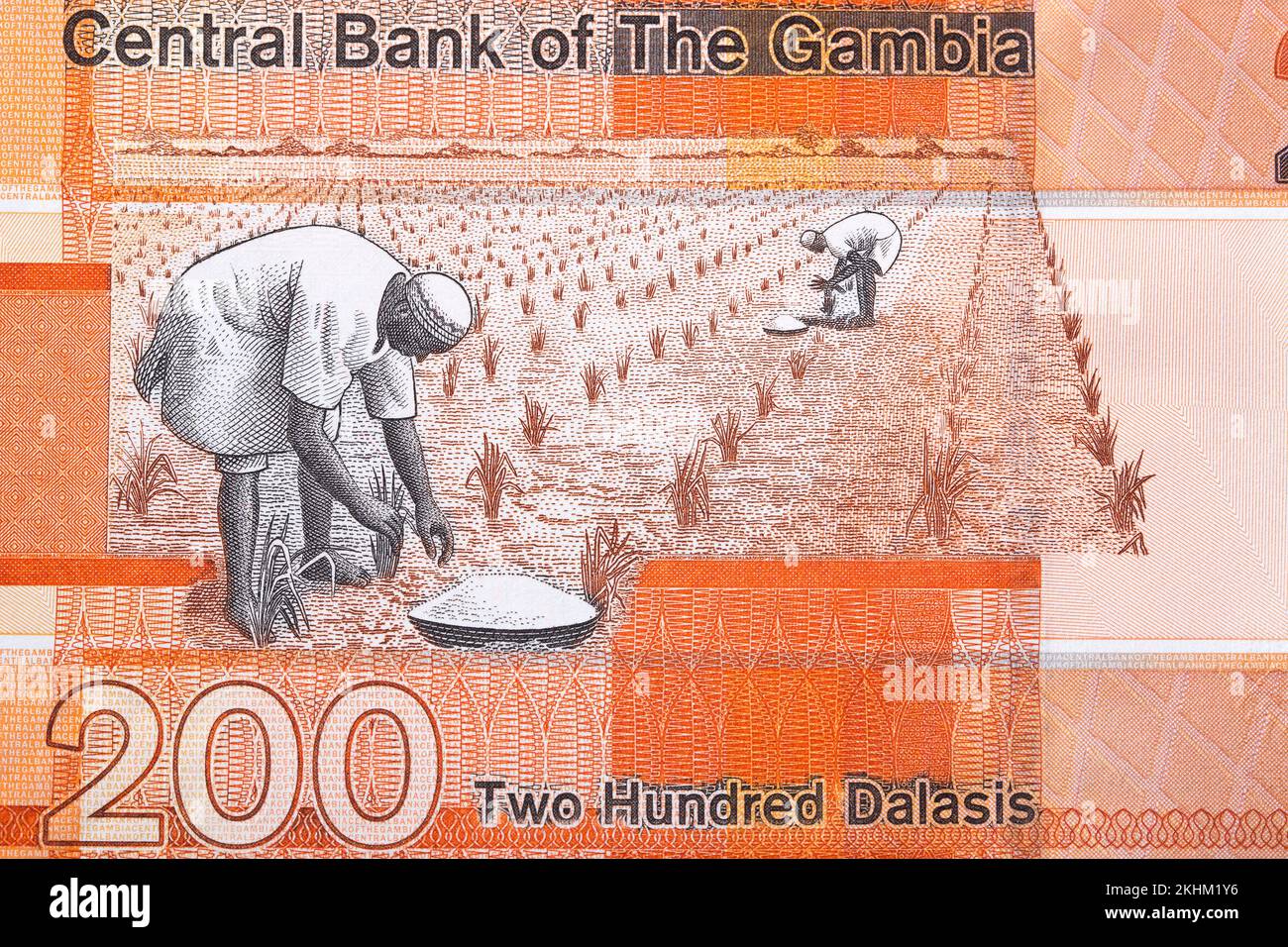 Planting rice from Gambian money - dalasi Stock Photo - Alamy