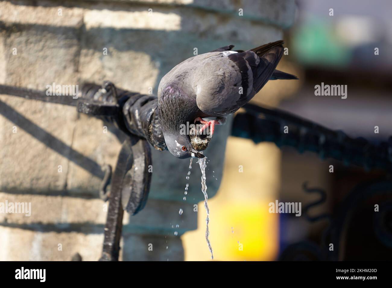 A closeup shot of a gray pigeon with its head turned upside down to ...