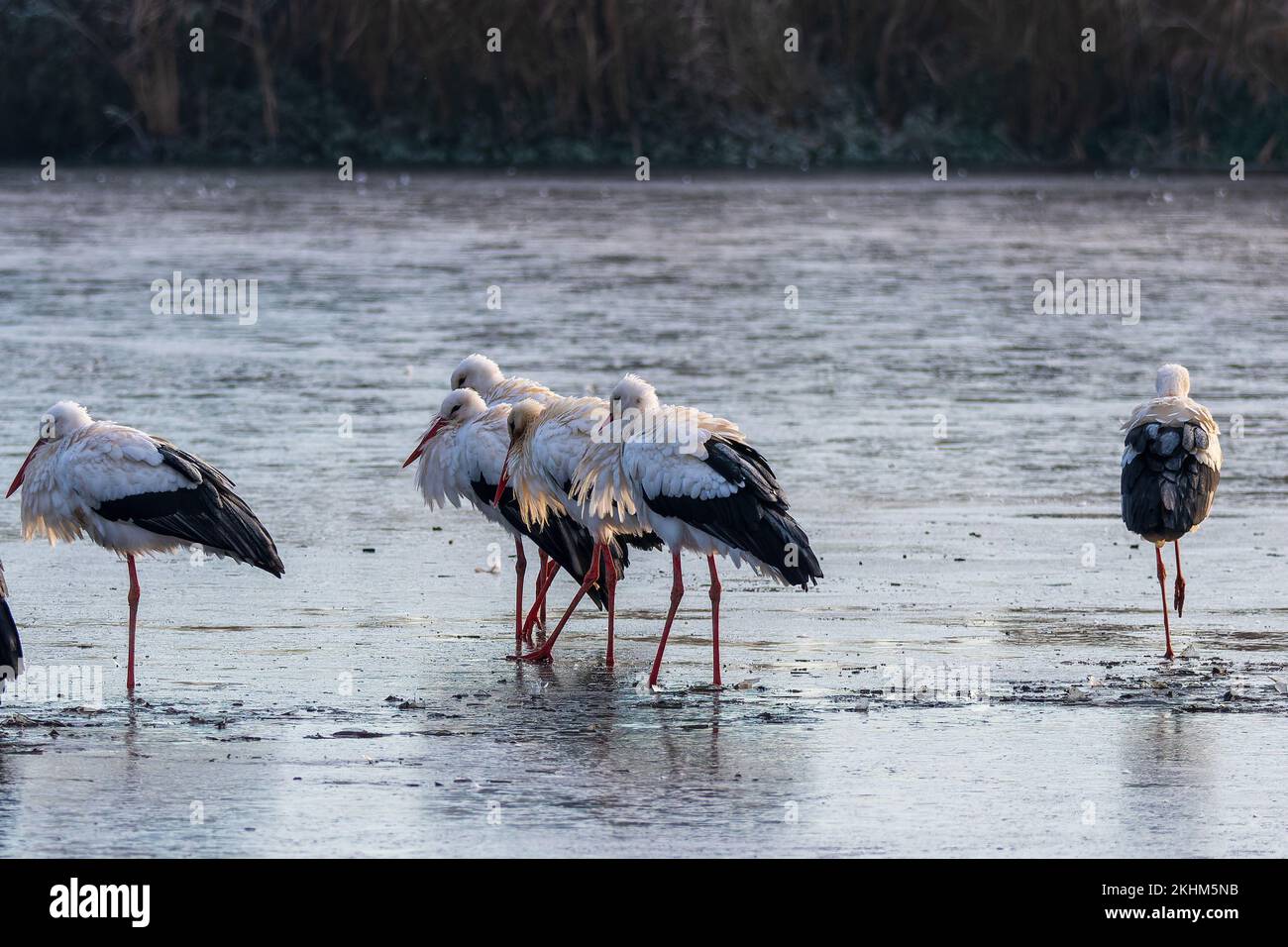 A flock of storks standing in water Stock Photo - Alamy