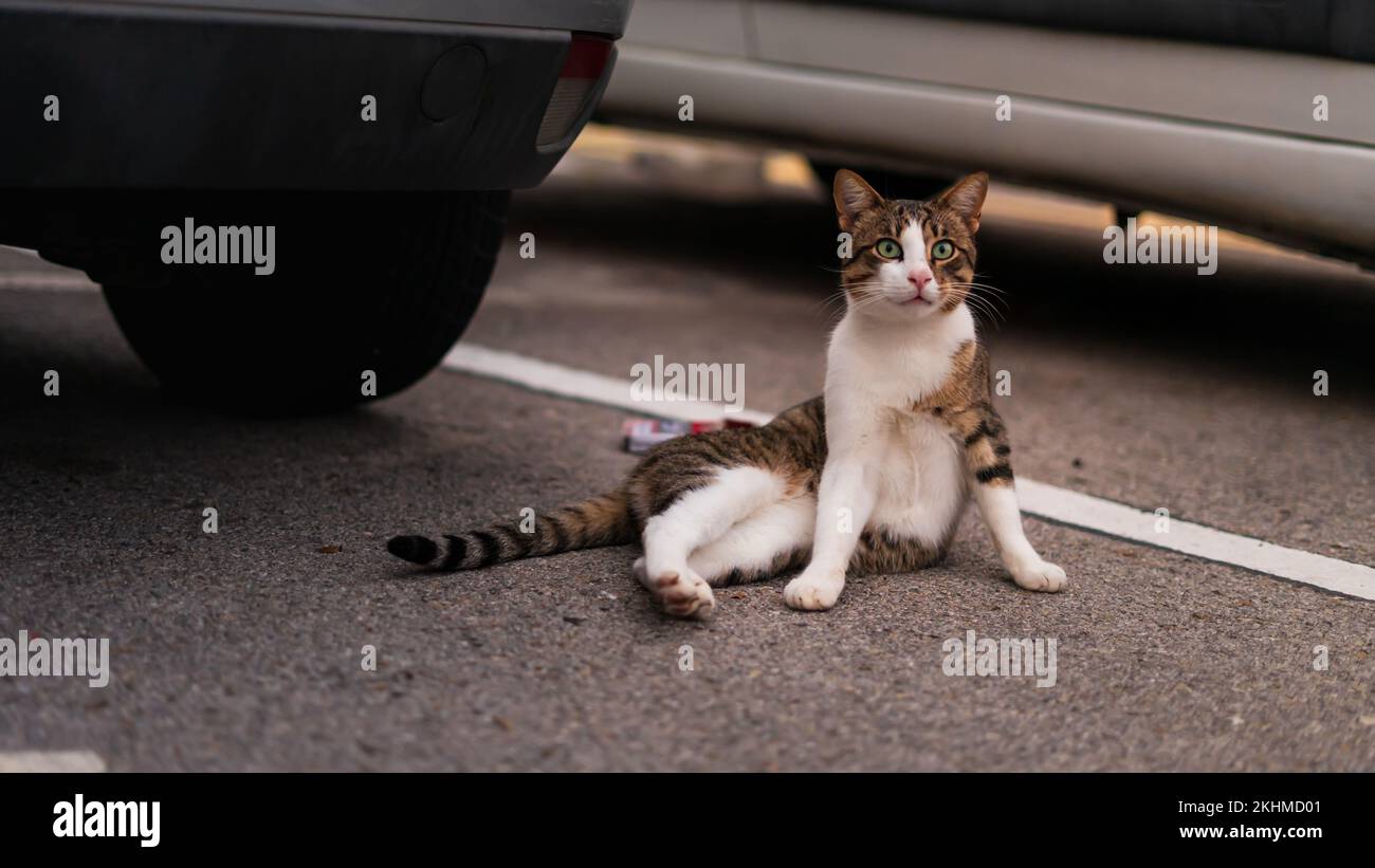 Cute stray cat lying down in a parking lot near a car wheel Stock Photo ...