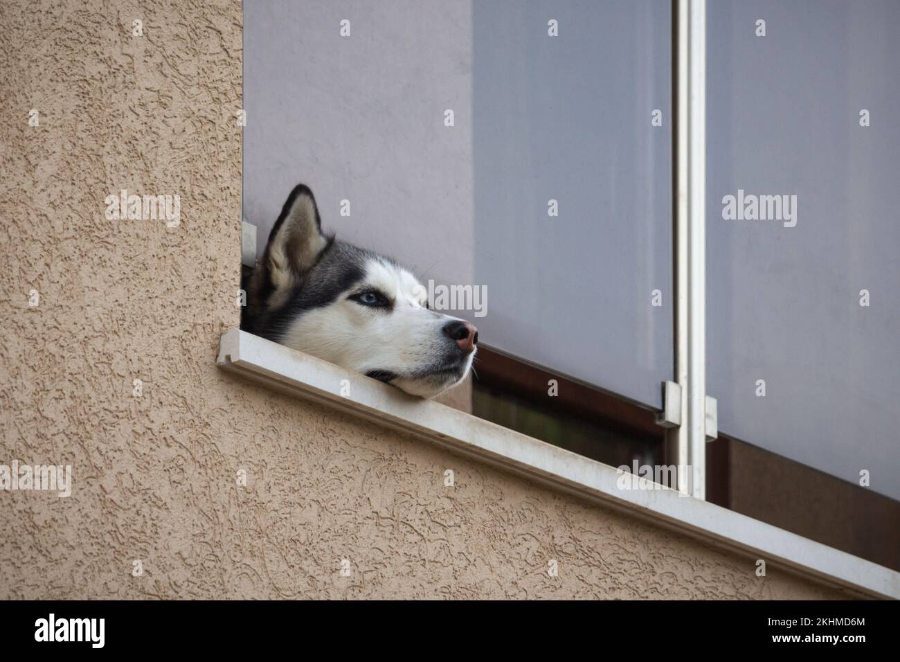 A curious husky dog looking out over a balcony Stock Photo - Alamy