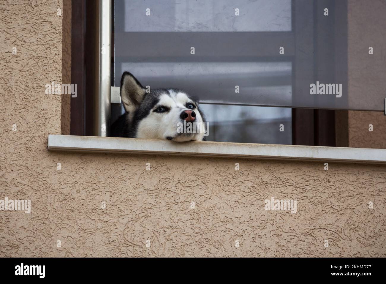 A curious husky dog looking out over a balcony Stock Photo - Alamy