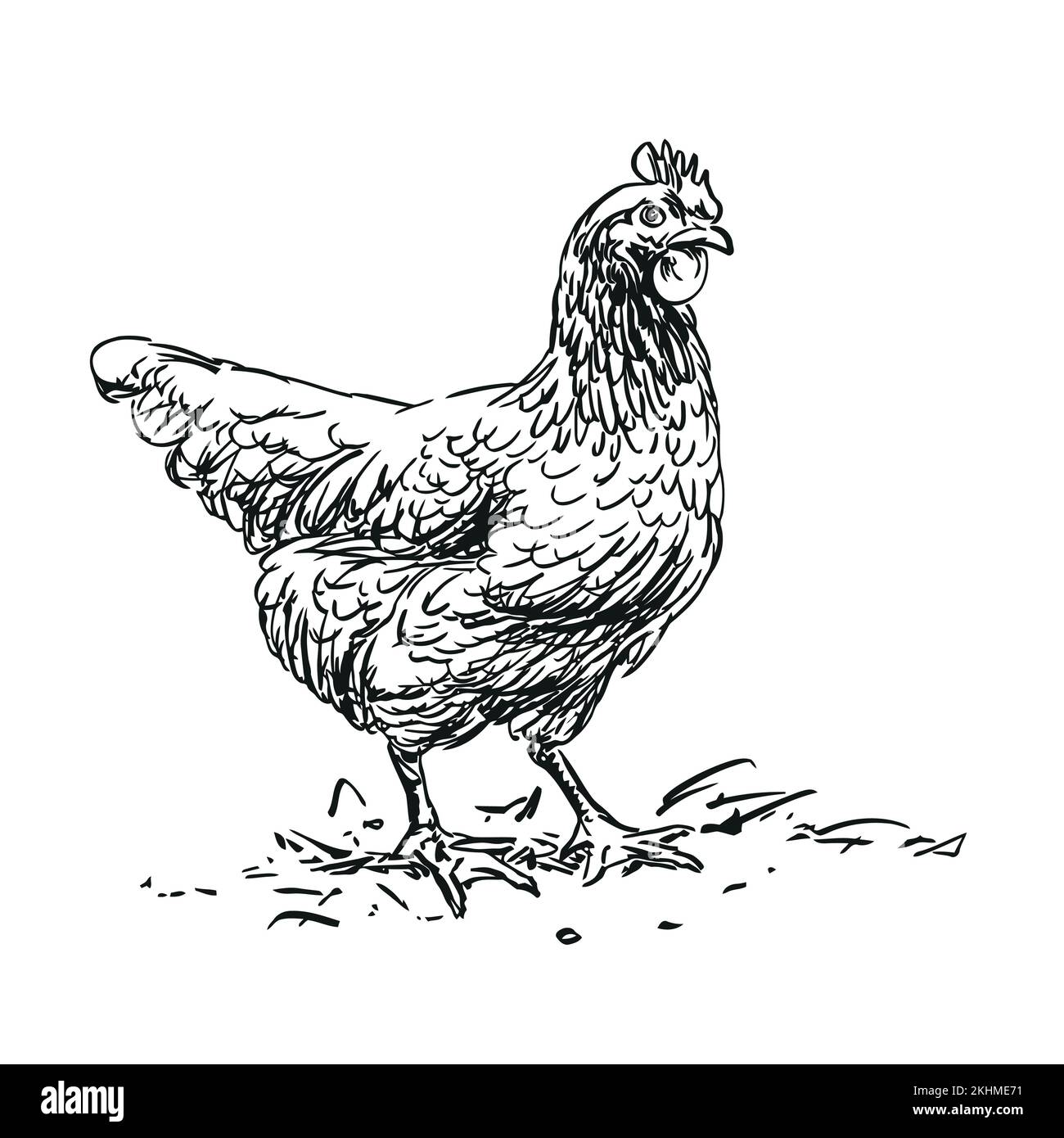 hen - farm animal, hand drawn illustration Stock Vector Image & Art - Alamy