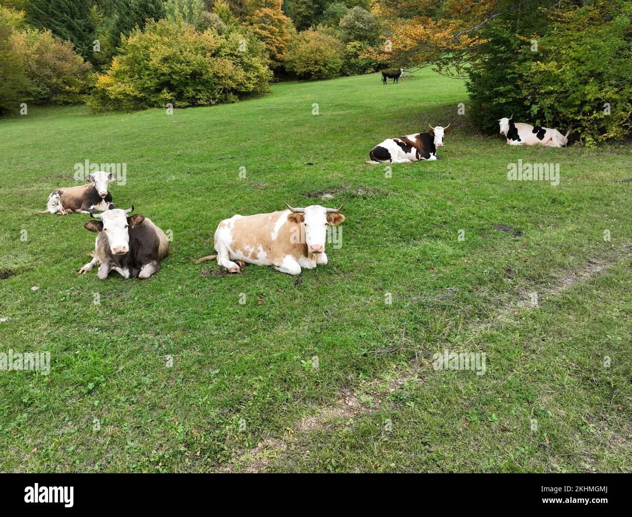 Aerial view of herd of cow animals resting and eating fresh grass on ...