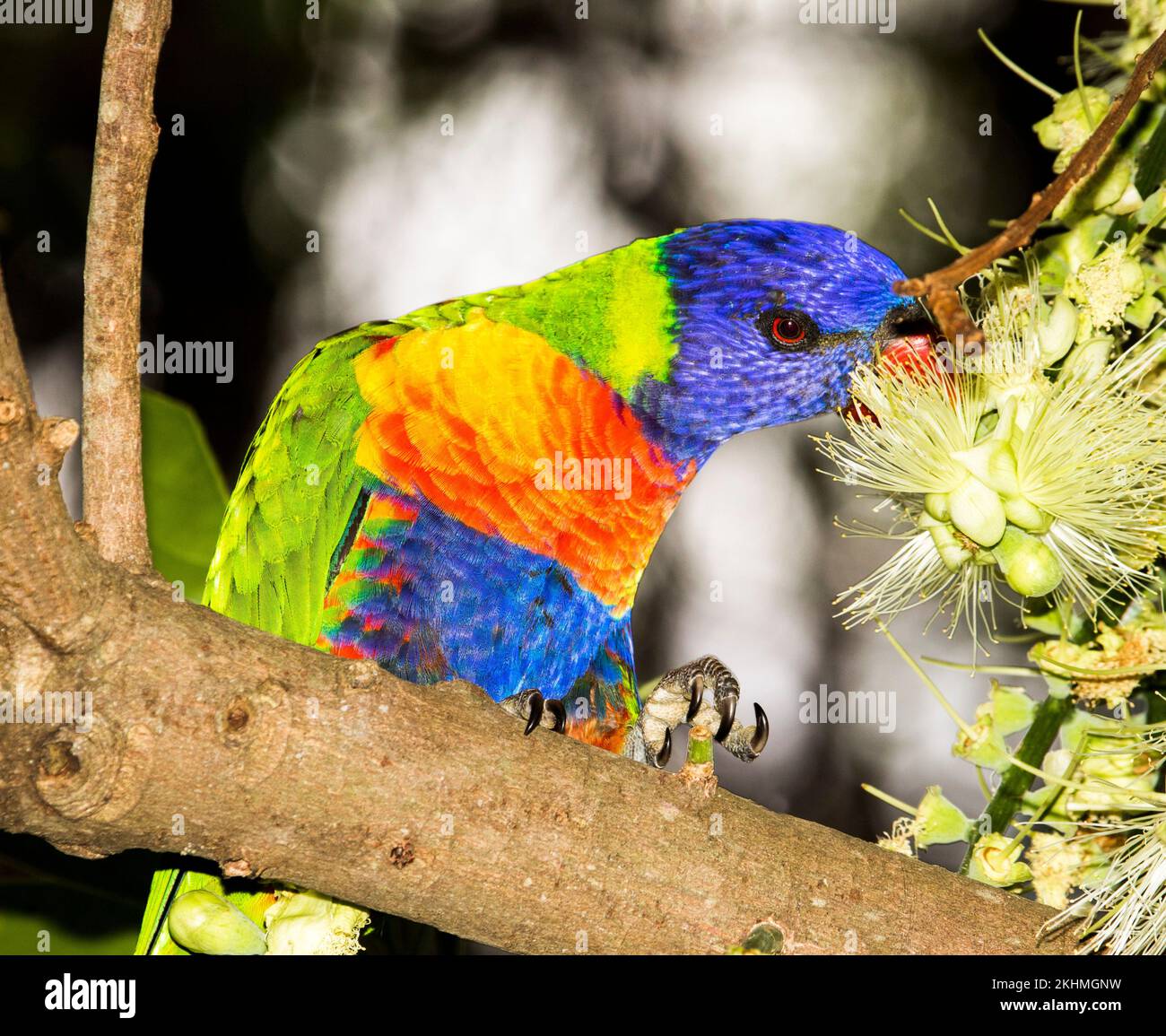 Australian parakeets hi-res stock photography and images - Alamy