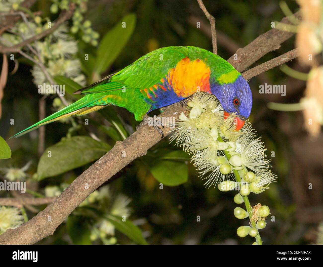 Australian parakeets hi-res stock photography and images - Alamy