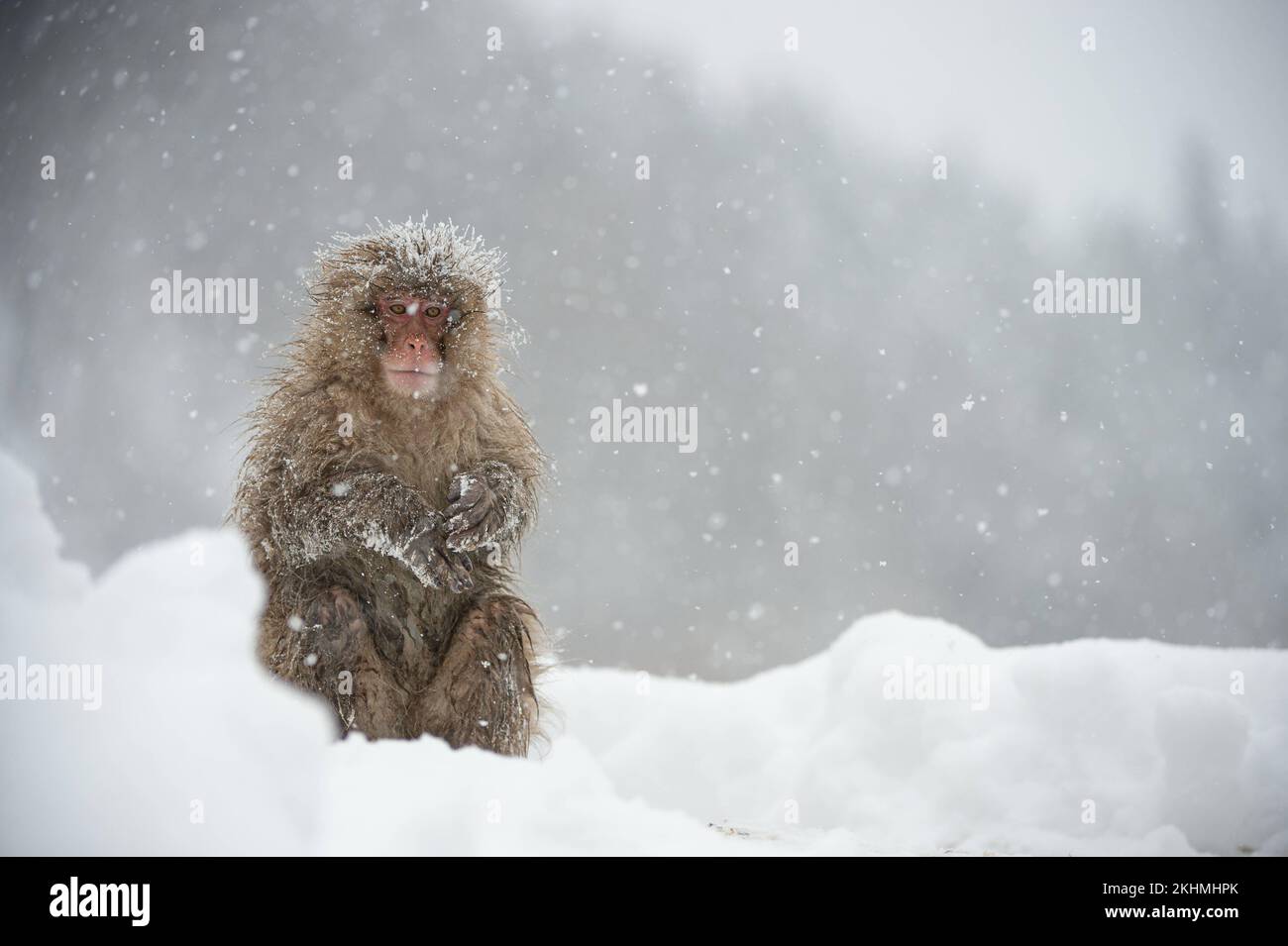 A lone monkey sits cold. Japan: THESE CUTE images show a group of ...
