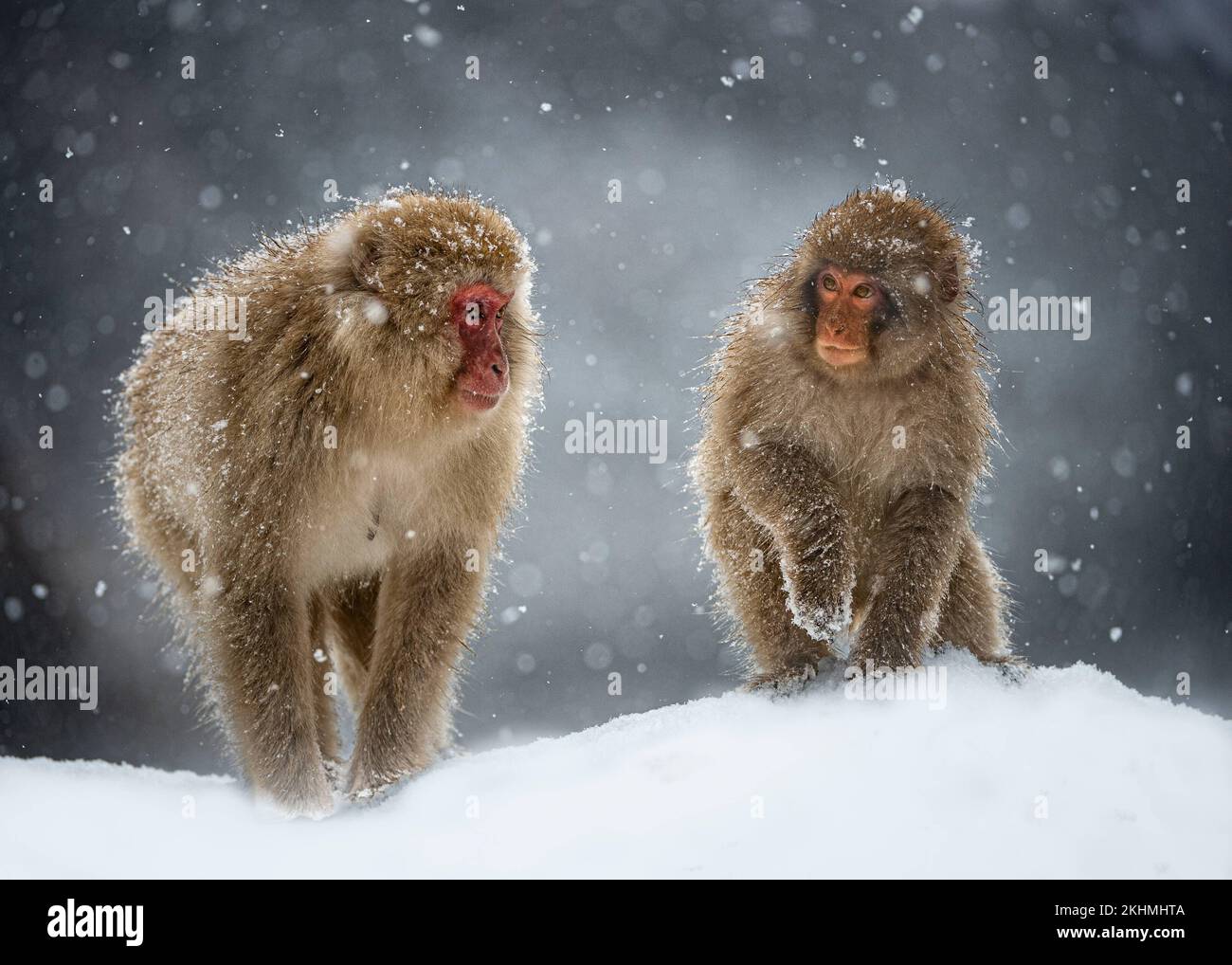 A cold pair. Japan: THESE CUTE images show a group of macaques facing ...