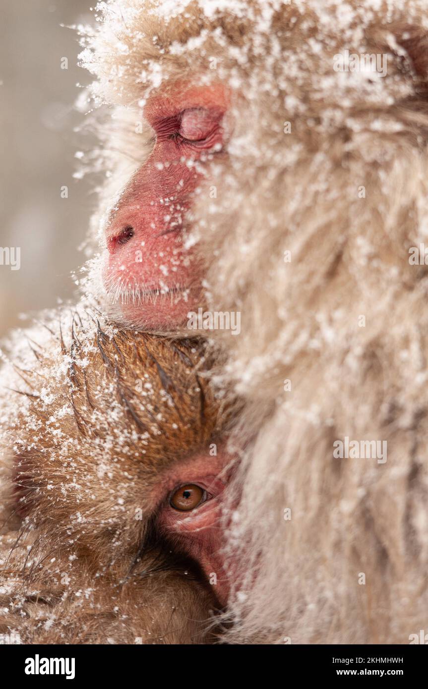 Cuddling for warmth. Japan: THESE CUTE images show a group of macaques ...