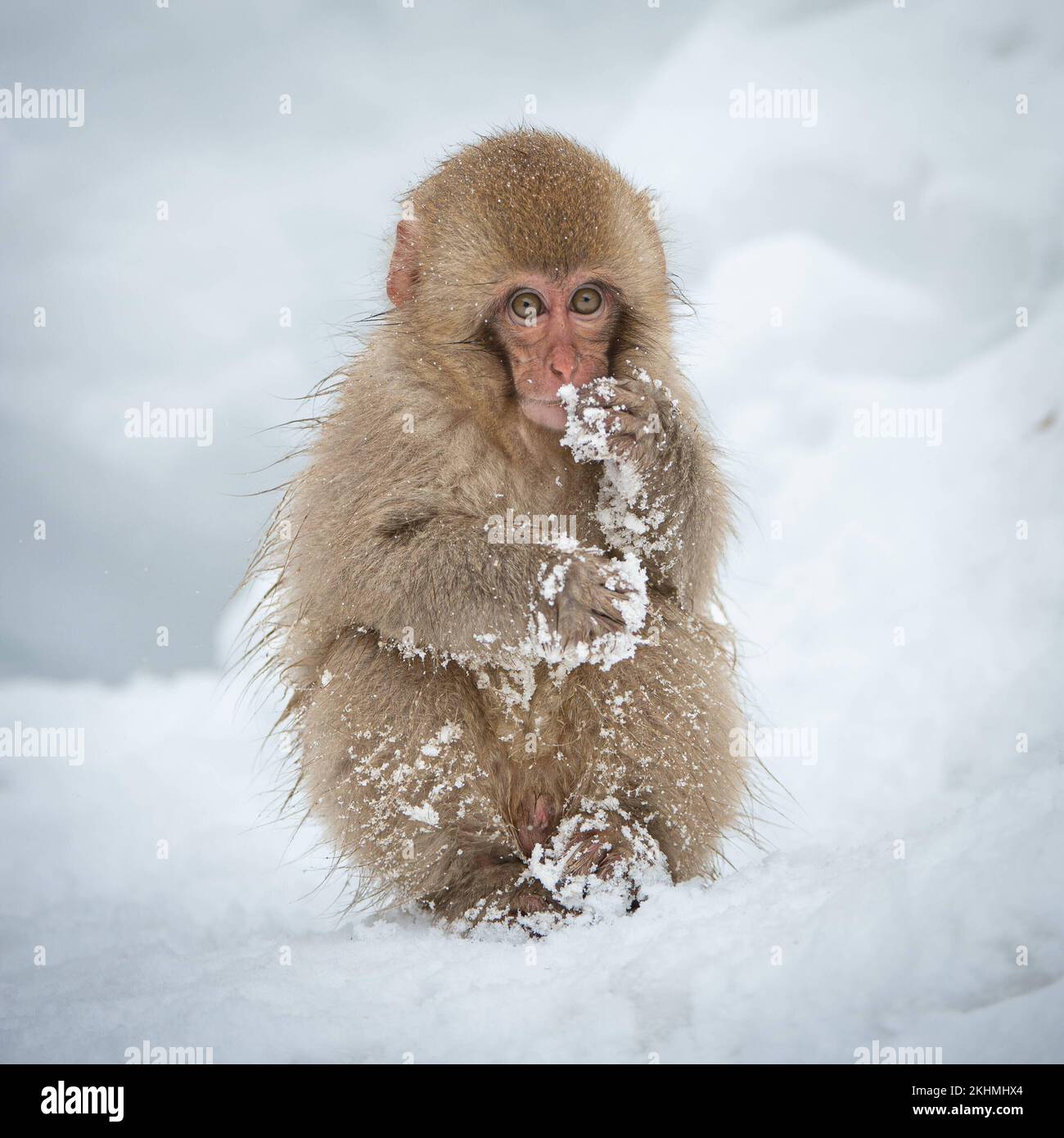 Playing in the snow. Japan: THESE CUTE images show a group of macaques ...