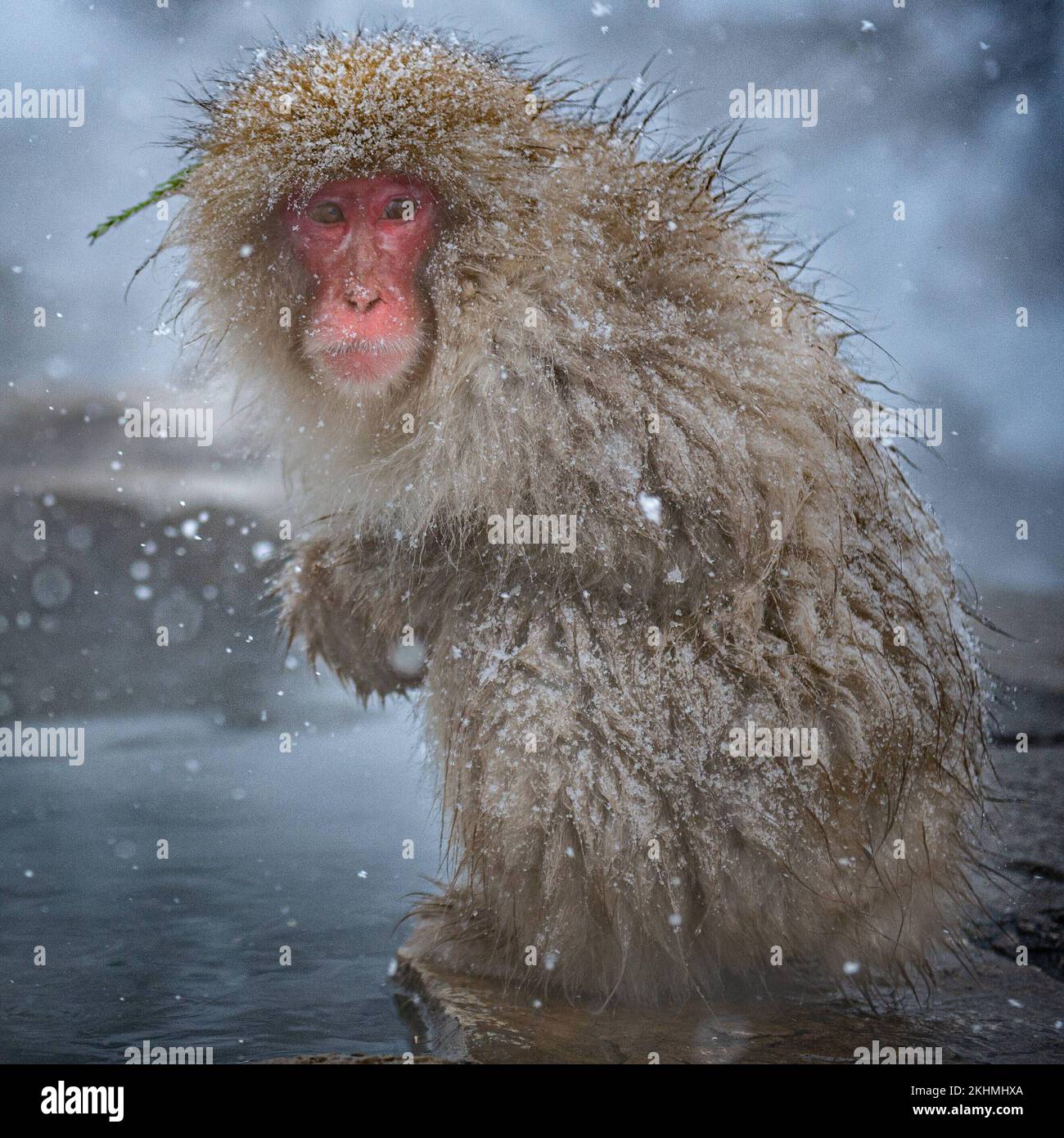 Coming out of the warm bath. Japan: THESE CUTE images show a group of ...