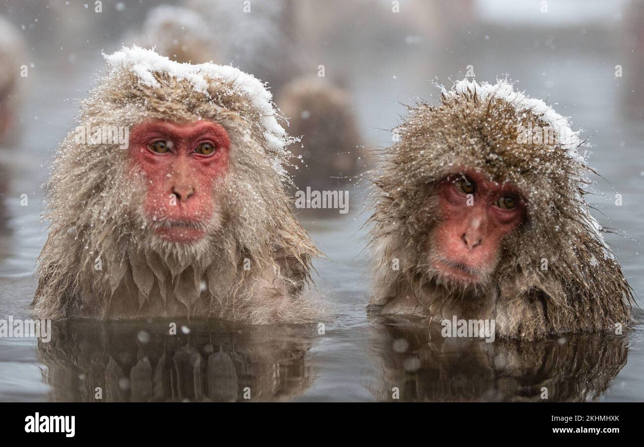 Warming up in natural springs. Japan: THESE CUTE images show a group of ...
