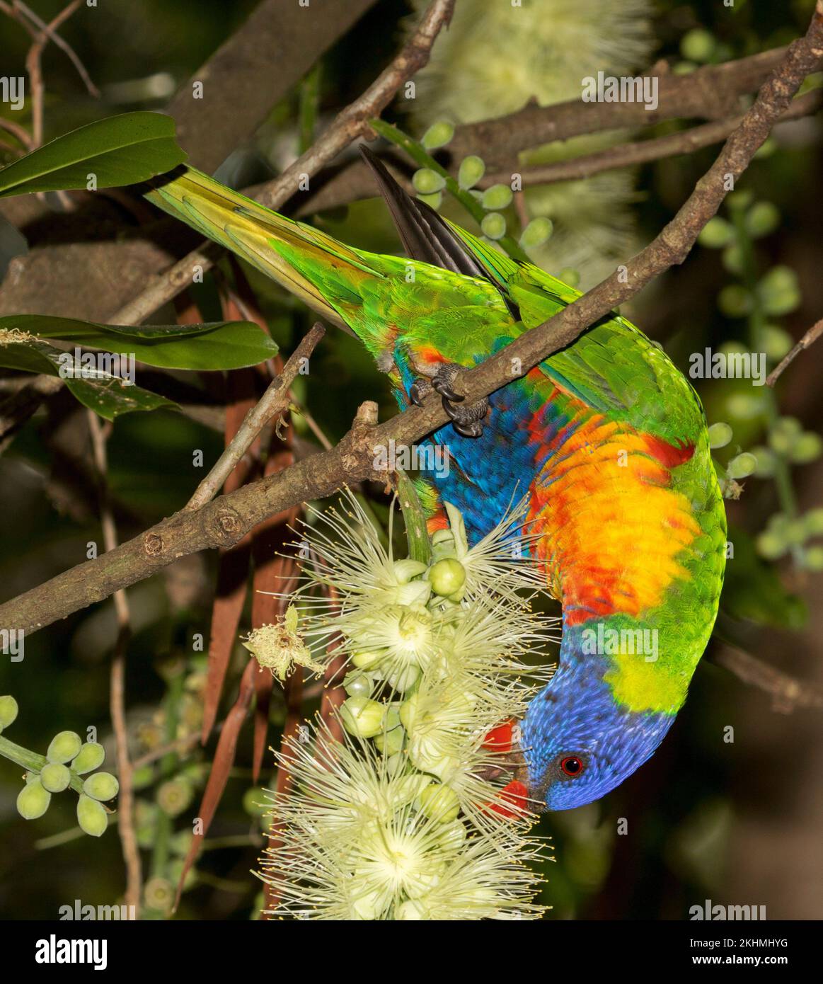 Common australian lorikeet hi-res stock photography and images - Alamy