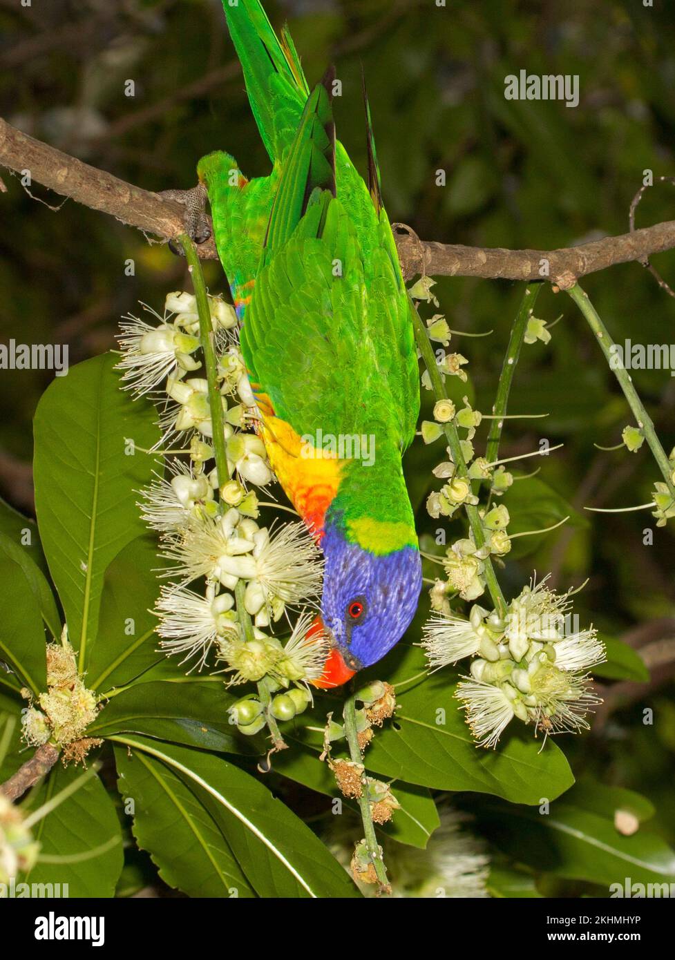 Australian parakeets hi-res stock photography and images - Alamy