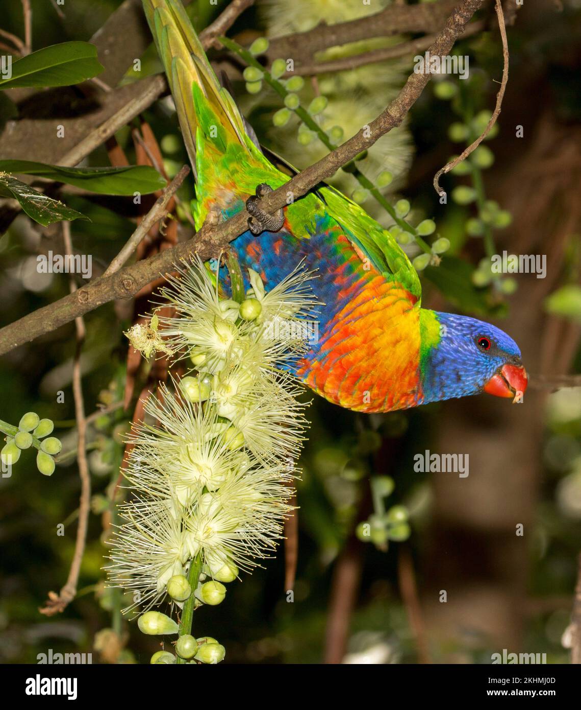 Australian parakeets hi-res stock photography and images - Alamy