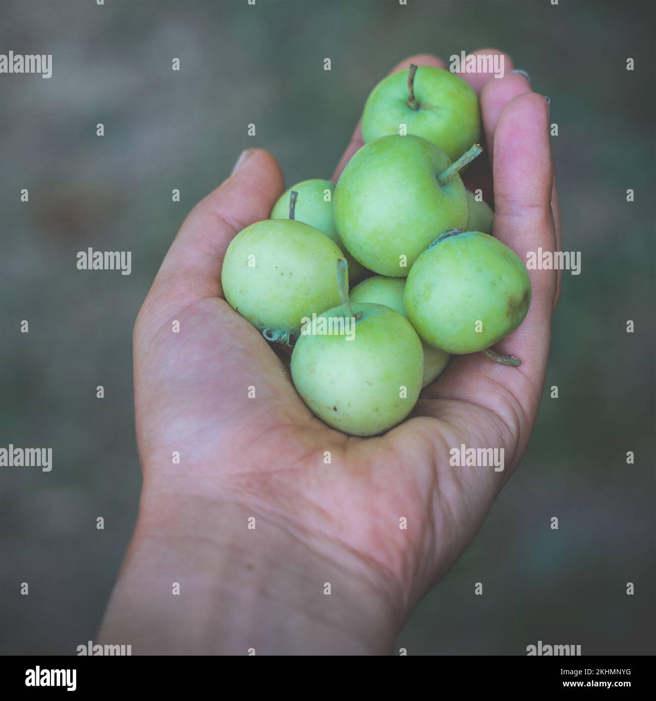 Male hand green apple hi-res stock photography and images - Alamy