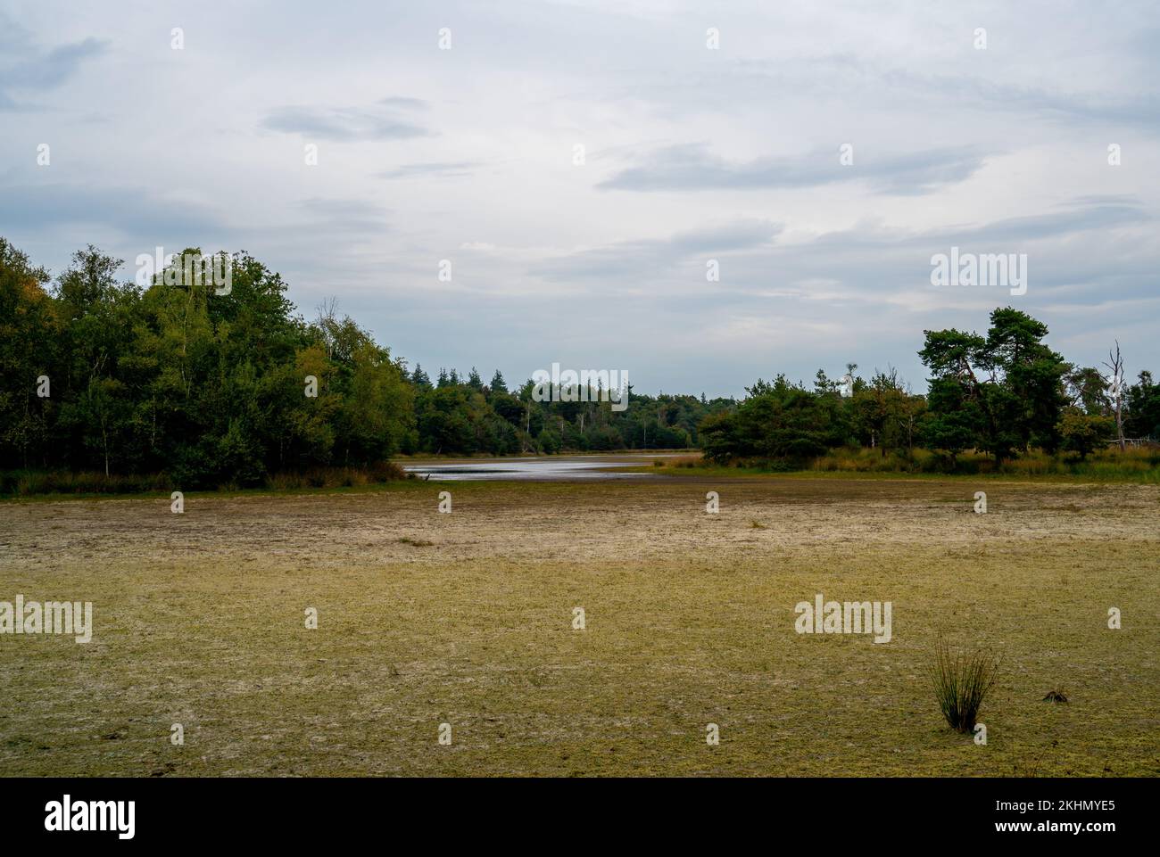 Landscape with dry pond in a nature reserve in the Netherlands Stock ...