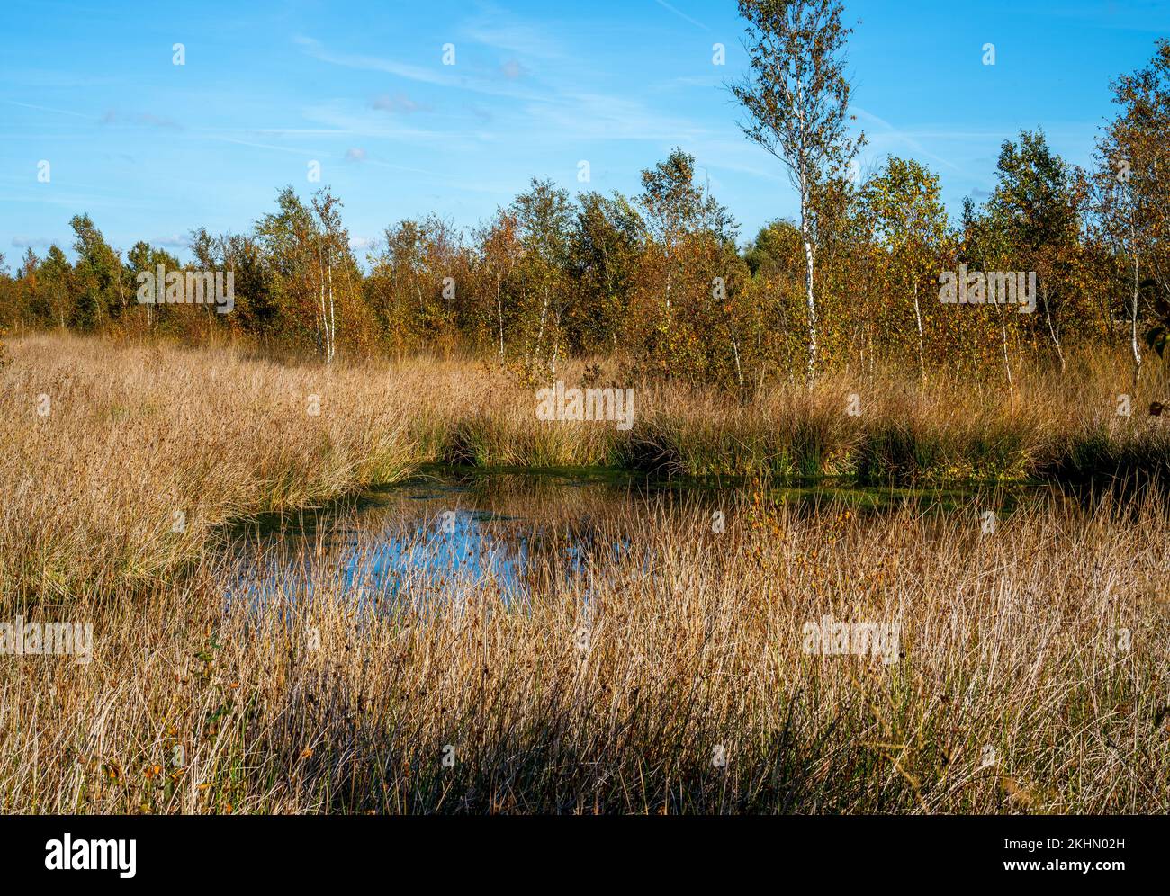 Swamp in a marshland in Bargerveen, Netherlands Stock Photo - Alamy
