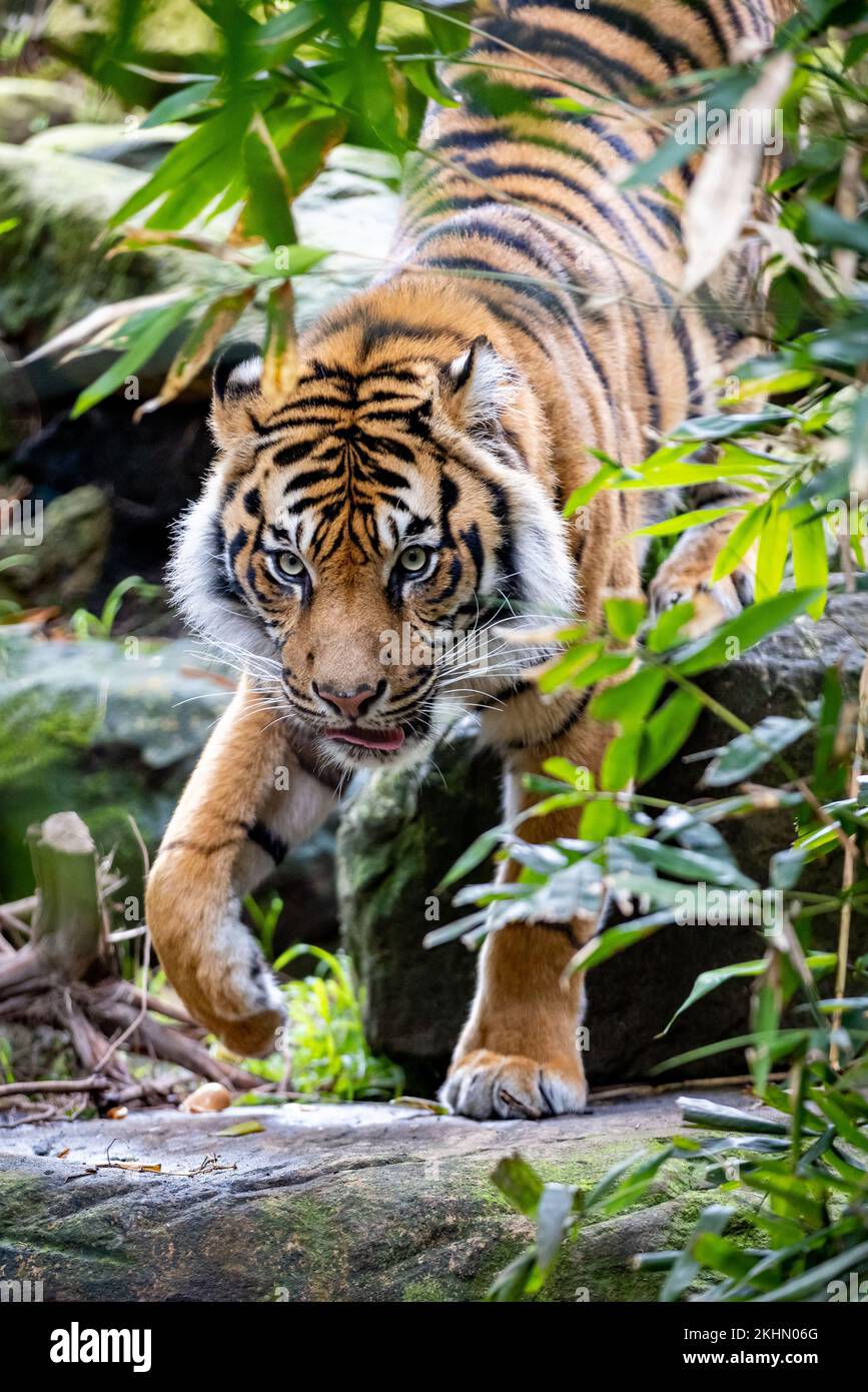 A vertical closeup of a tiger (Panthera tigris) in a zoo in Sydney ...