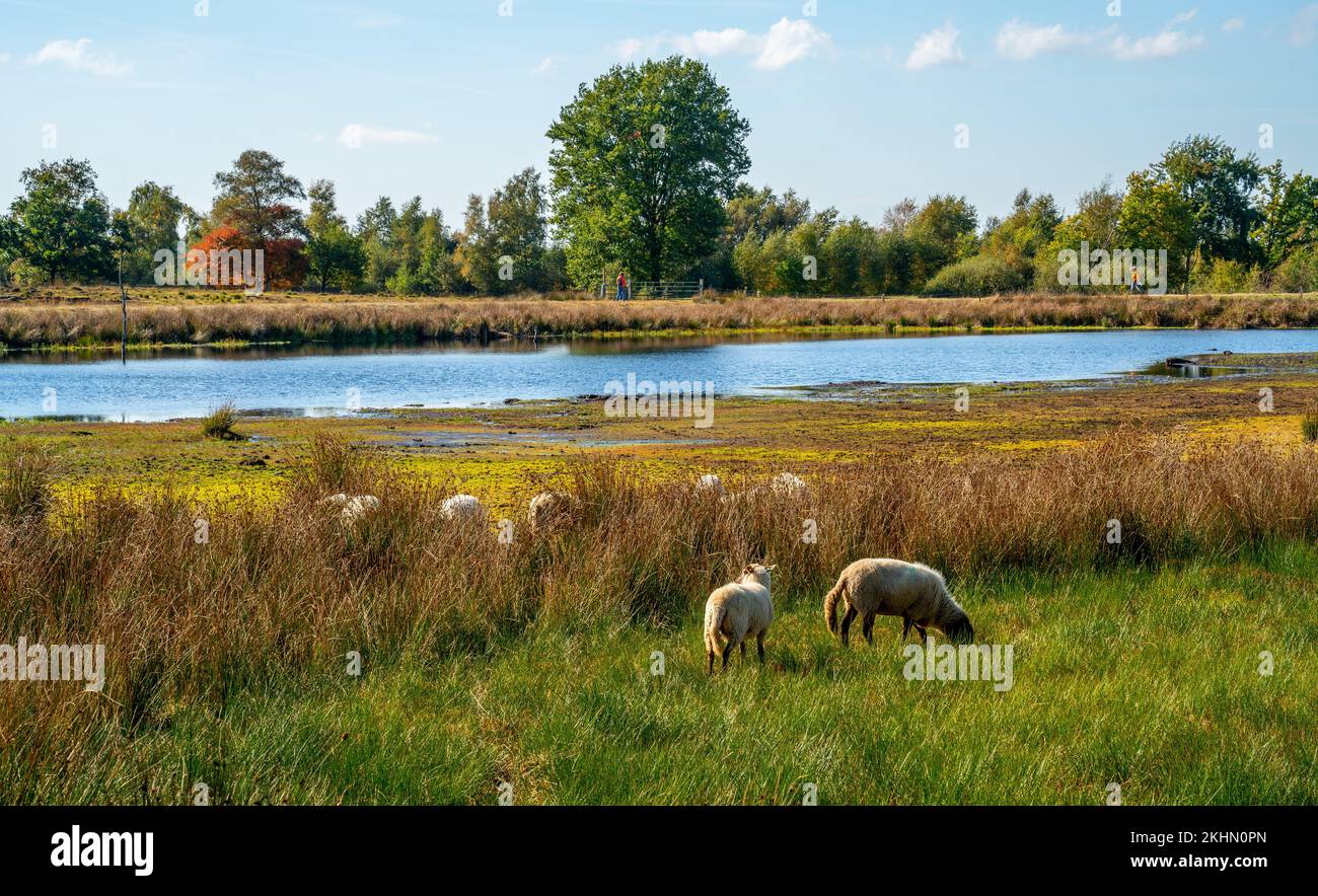Pool with sheep in a marshland in Bargerveen, Netherlands Stock Photo ...