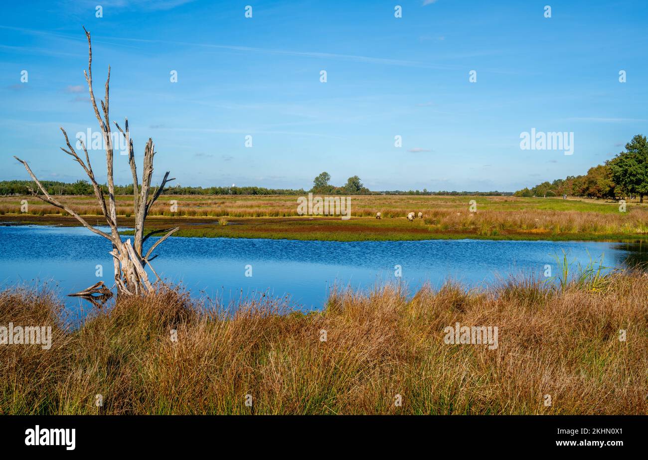 Pool with sheep in a marshland in Bargerveen, Netherlands Stock Photo ...