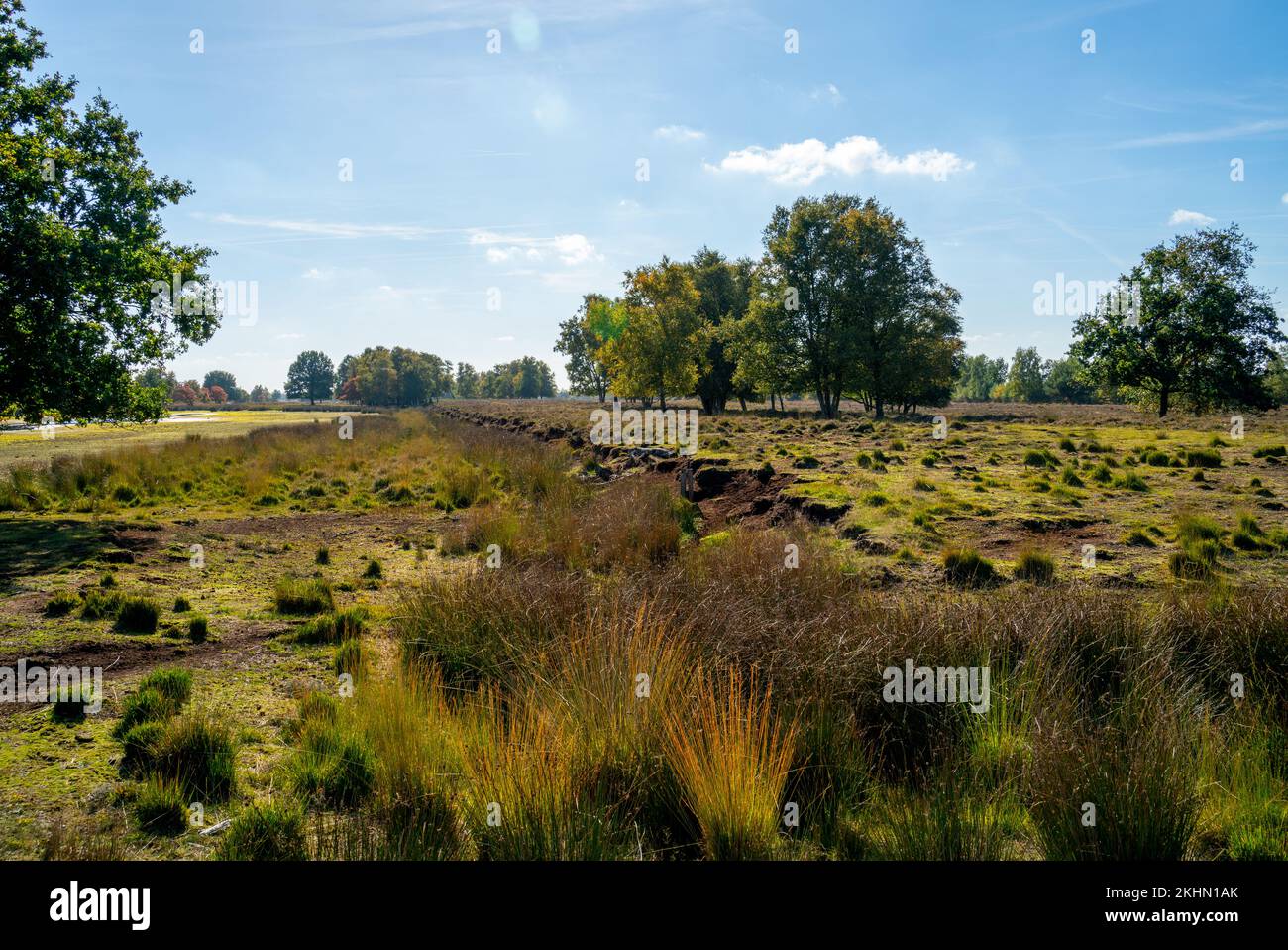 Landscape in a marshland in Bargerveen, Netherlands Stock Photo - Alamy