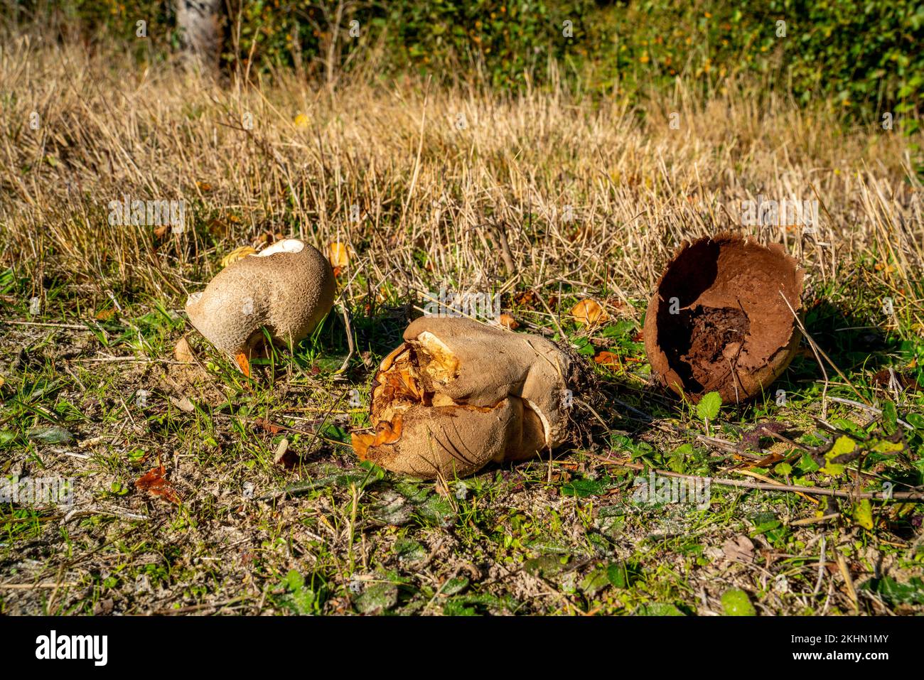 Close up of three stages of Mosaic puffball fungus (Calvatia utriformis ...