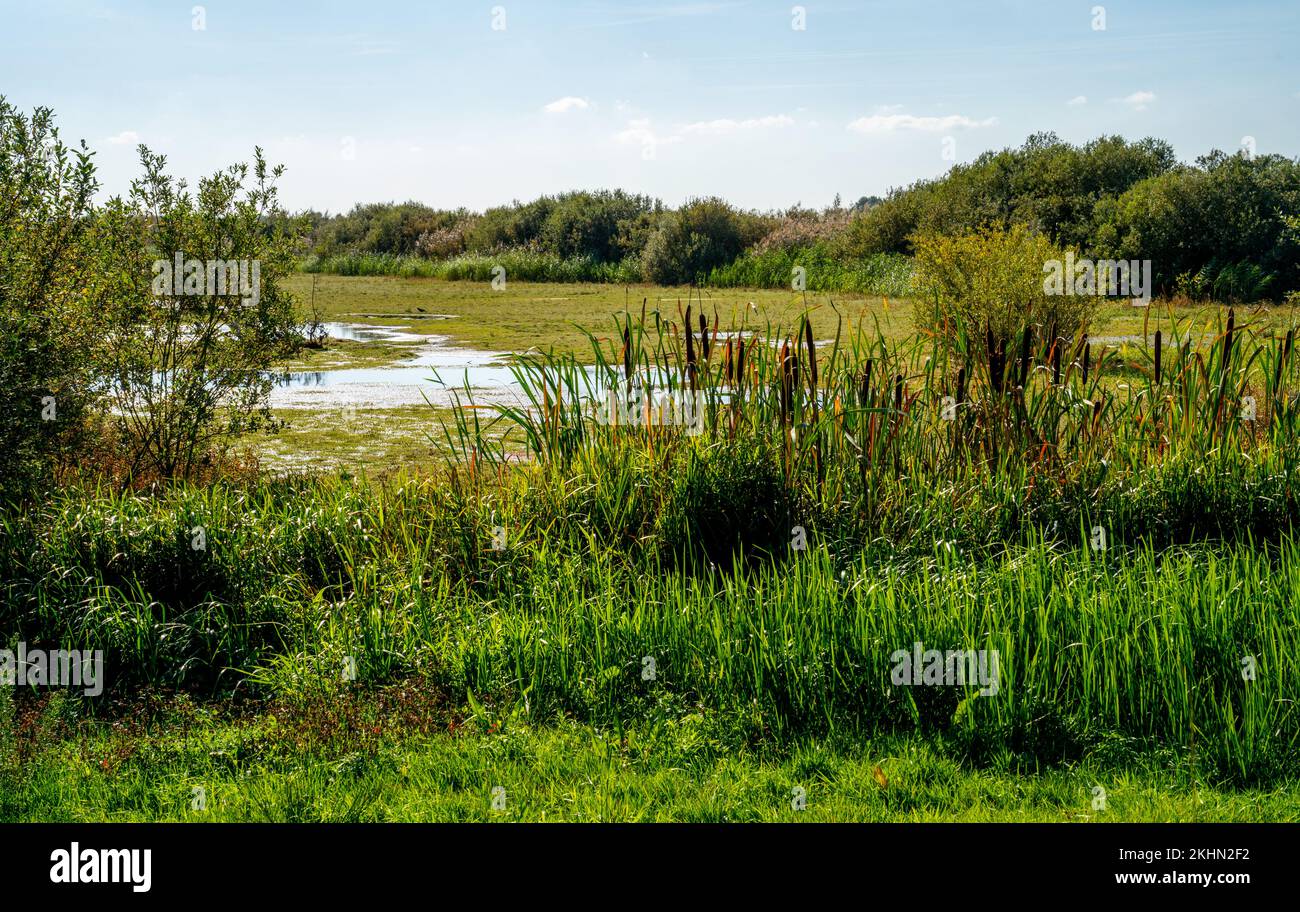 Swamp in a marshland in Bargerveen, Netherlands Stock Photo - Alamy