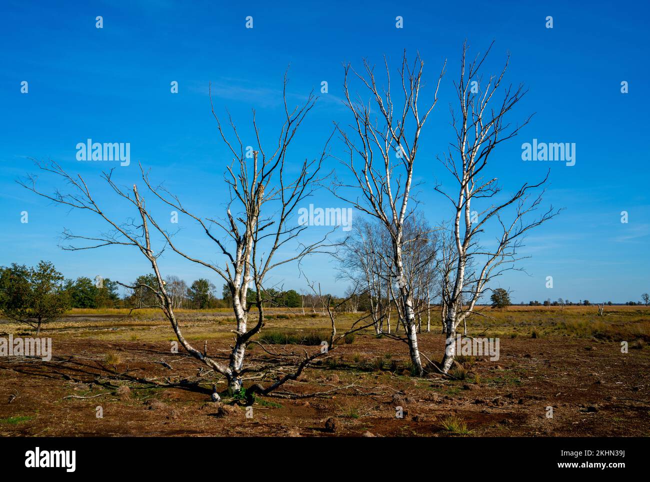 Swamp birch hi-res stock photography and images - Alamy