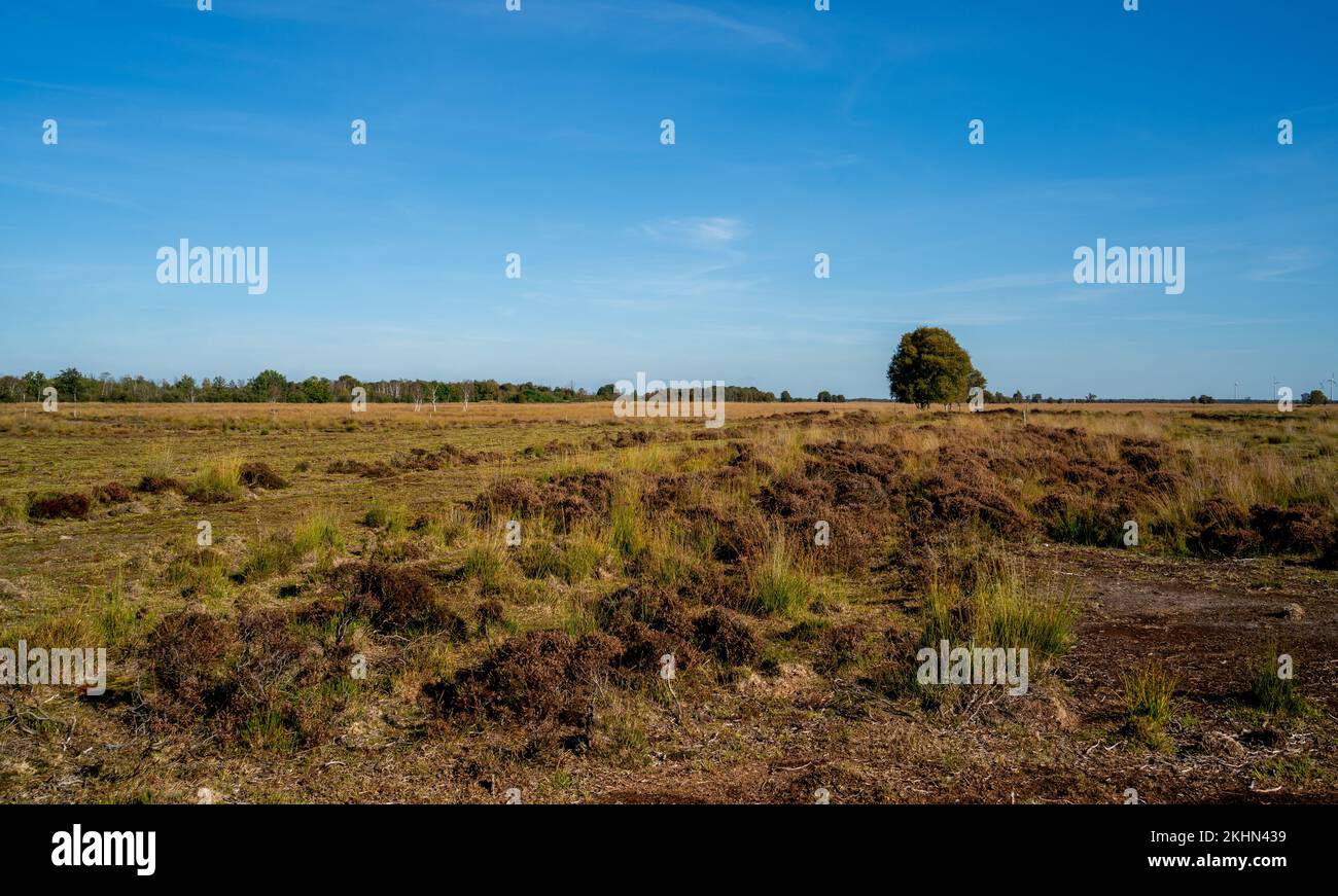 Landscape in a marshland in Bargerveen, Netherlands Stock Photo - Alamy