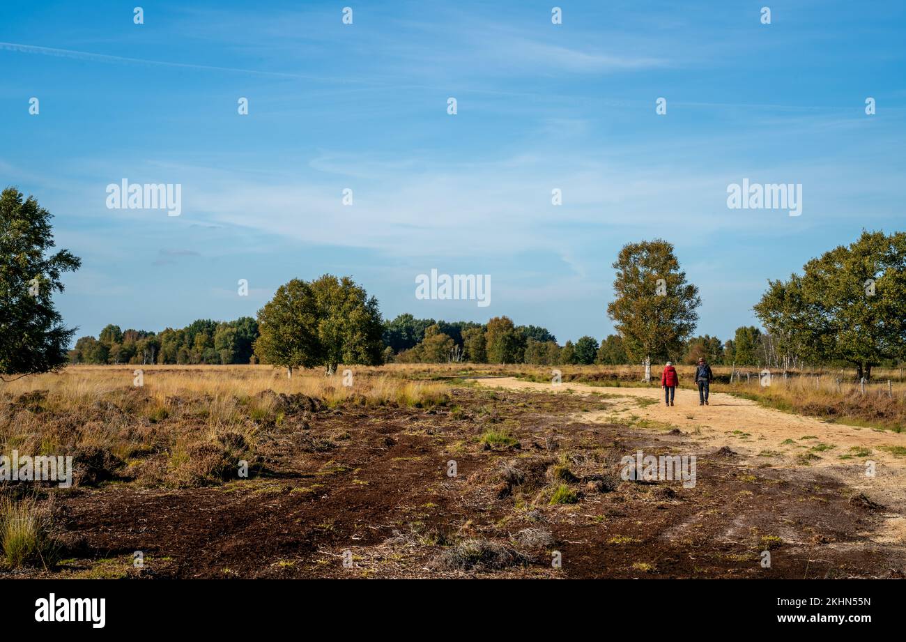 Wanderers in a marshland in Bargerveen, Netherlands Stock Photo - Alamy