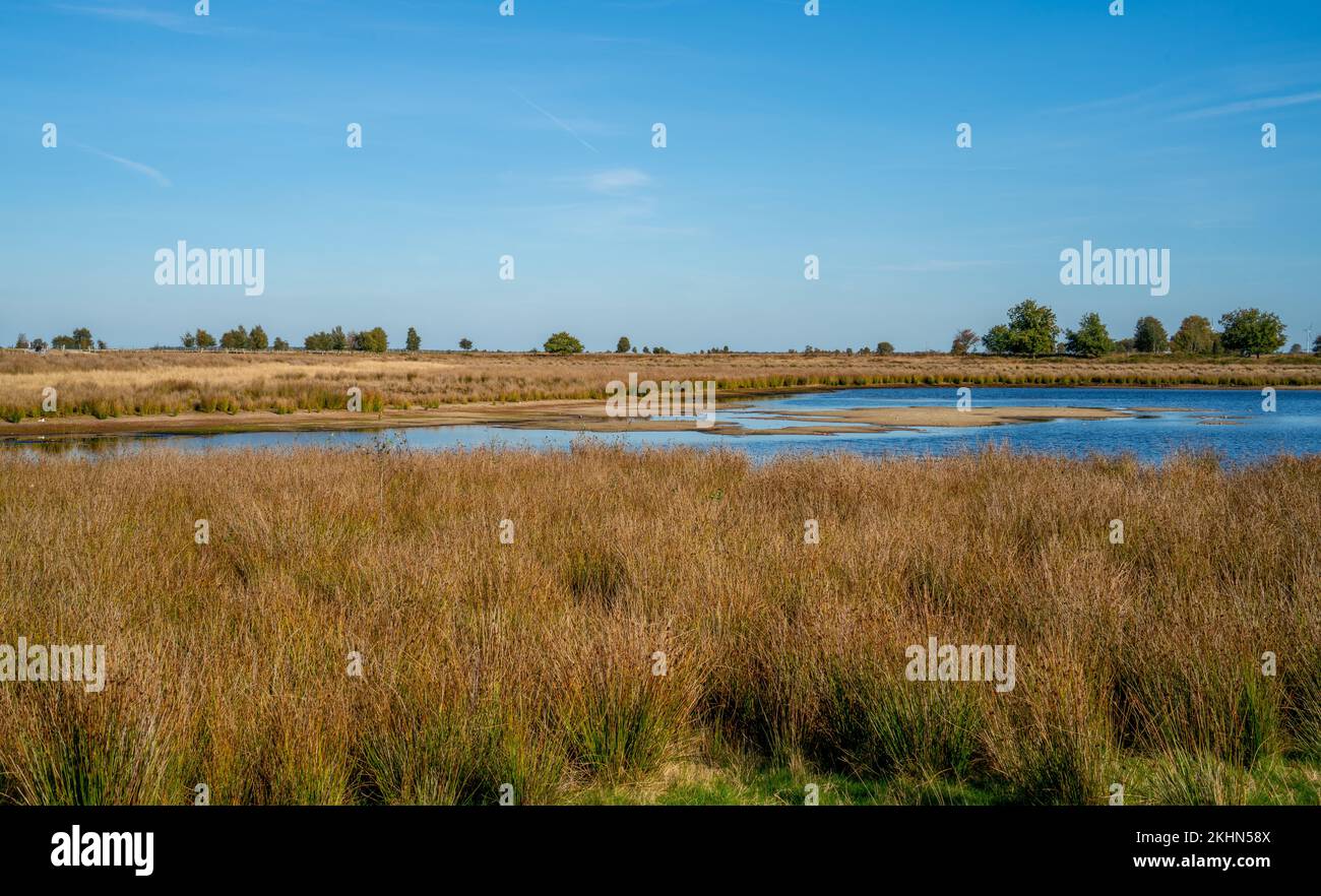 Pool in a marshland in Bargerveen, Netherlands Stock Photo - Alamy