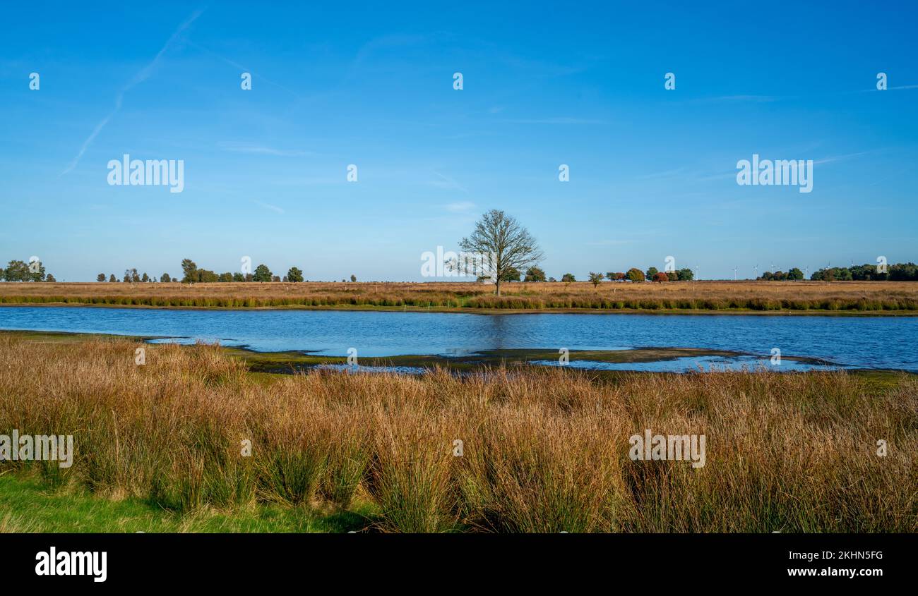 Pool in a marshland in Bargerveen, Netherlands Stock Photo - Alamy