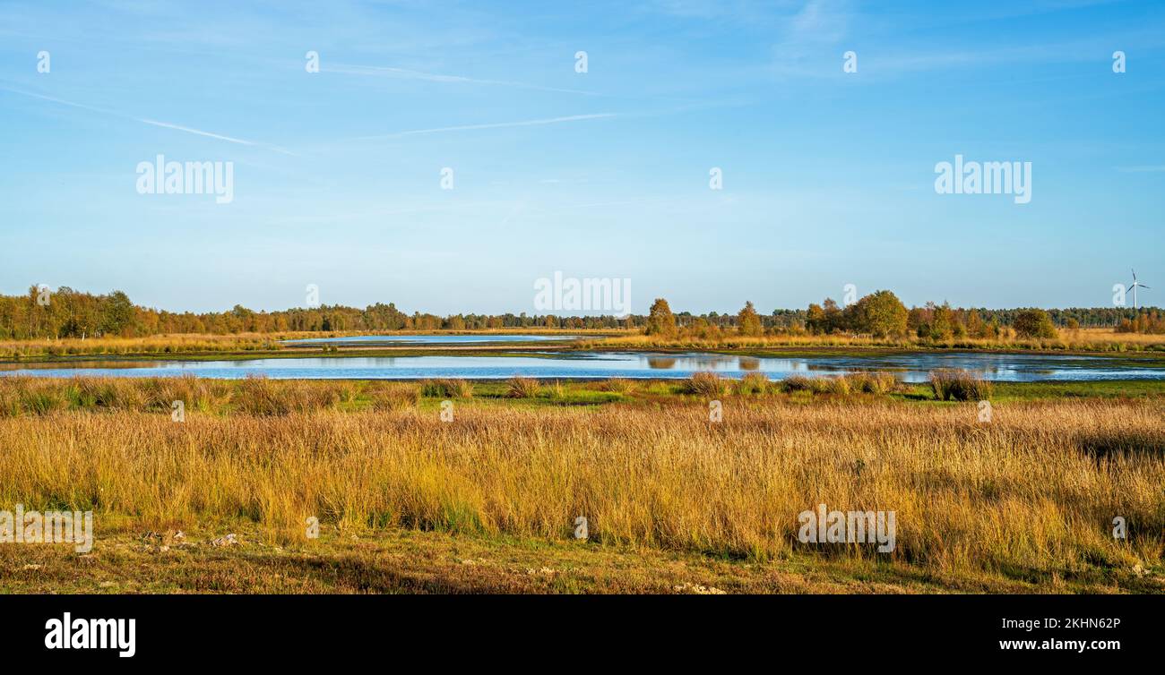 Swamp in a marshland in Bargerveen, Netherlands Stock Photo - Alamy