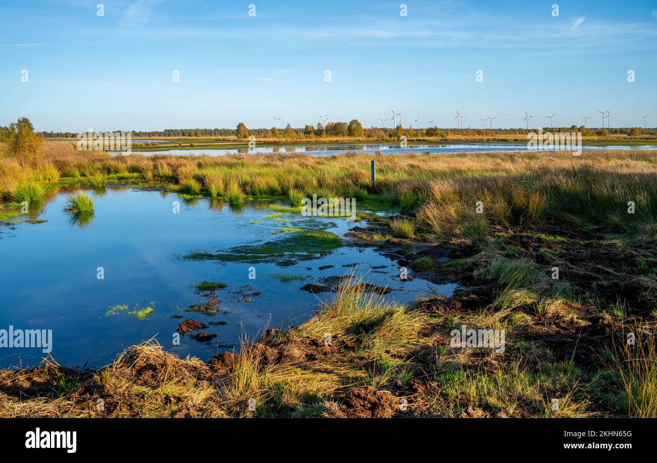 Swamp in a marshland in Bargerveen, Netherlands Stock Photo - Alamy