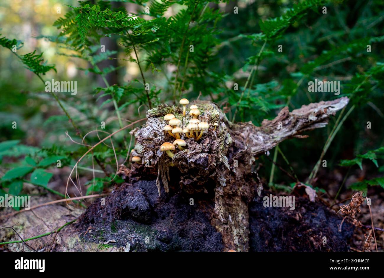 Close up of Sulphur tuft fungus (Hypholoma fasciculare Stock Photo - Alamy