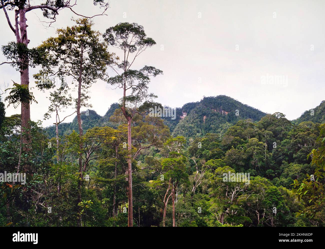 Lambir Hills National Park Stock Photo - Alamy