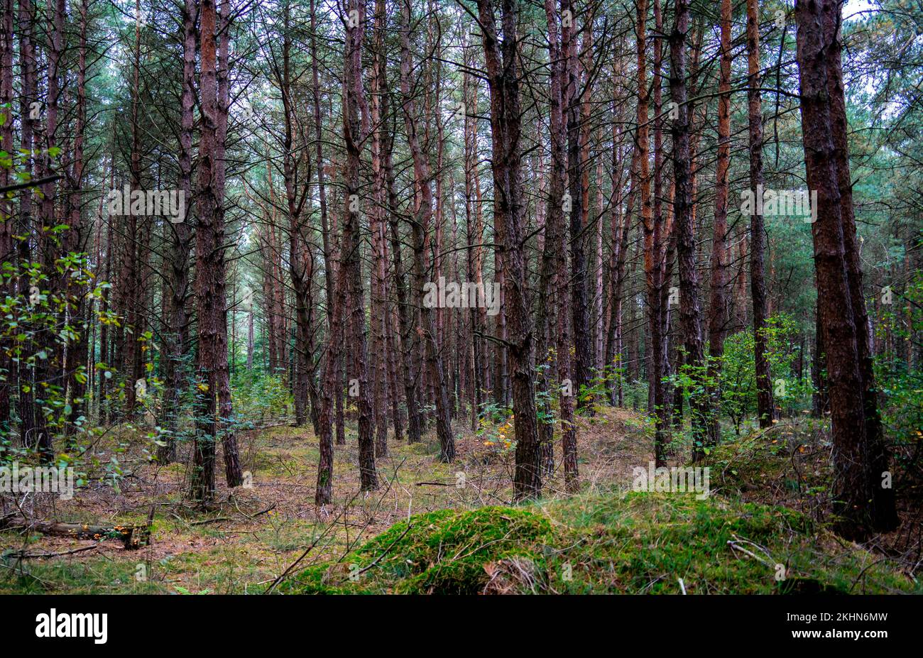 Multiple pine trees in a forest Stock Photo - Alamy