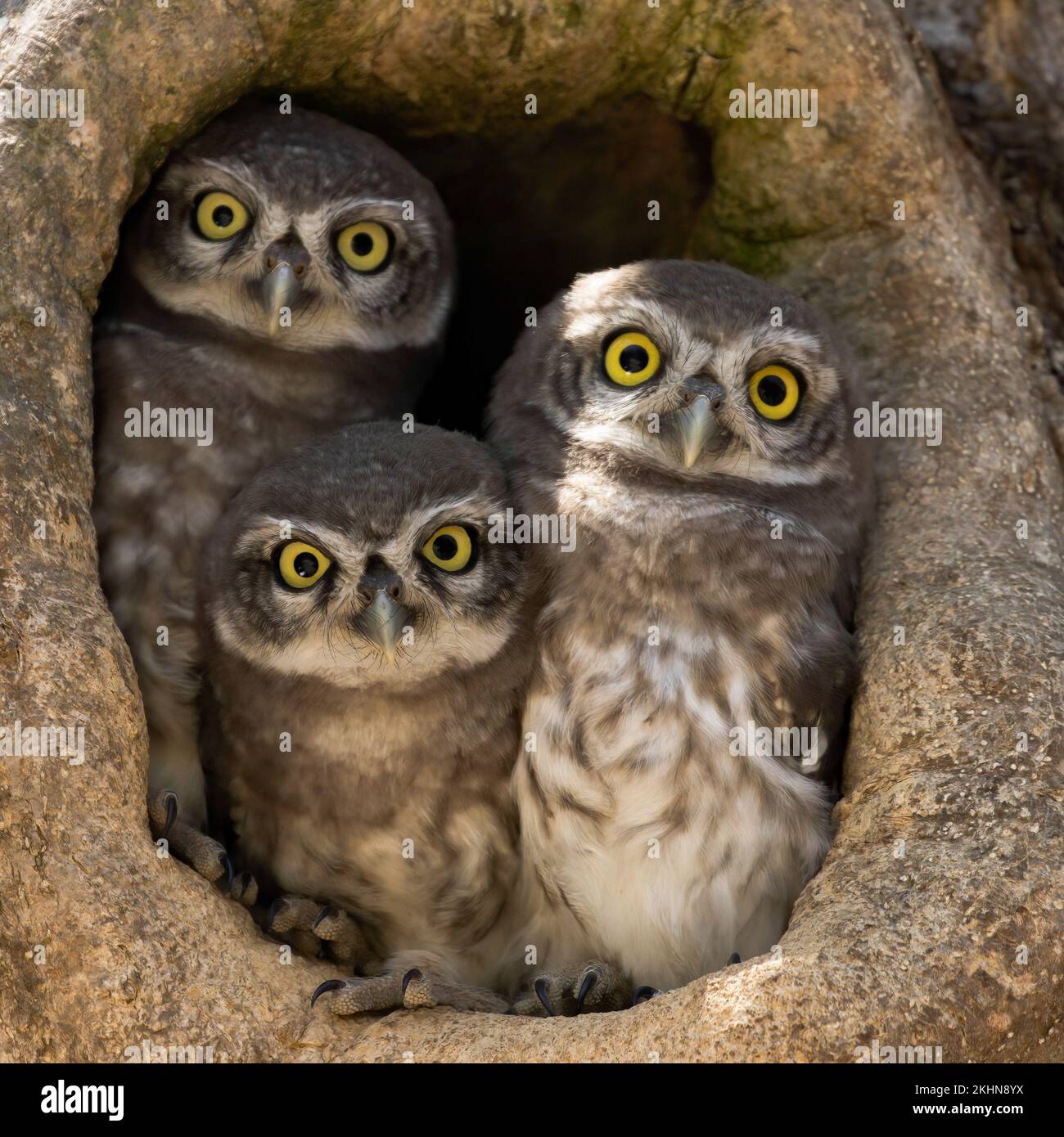 ADORABLE images of a spotted owl family cuddling with each other have ...