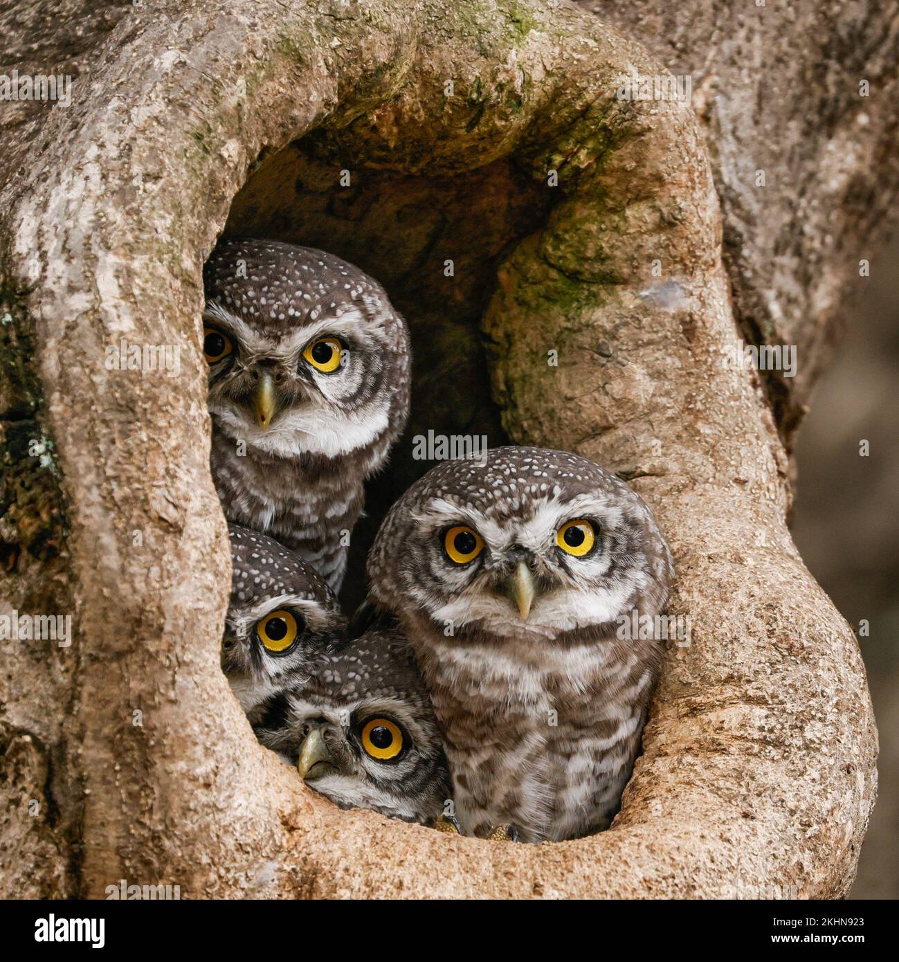 ADORABLE images of a spotted owl family cuddling with each other have ...