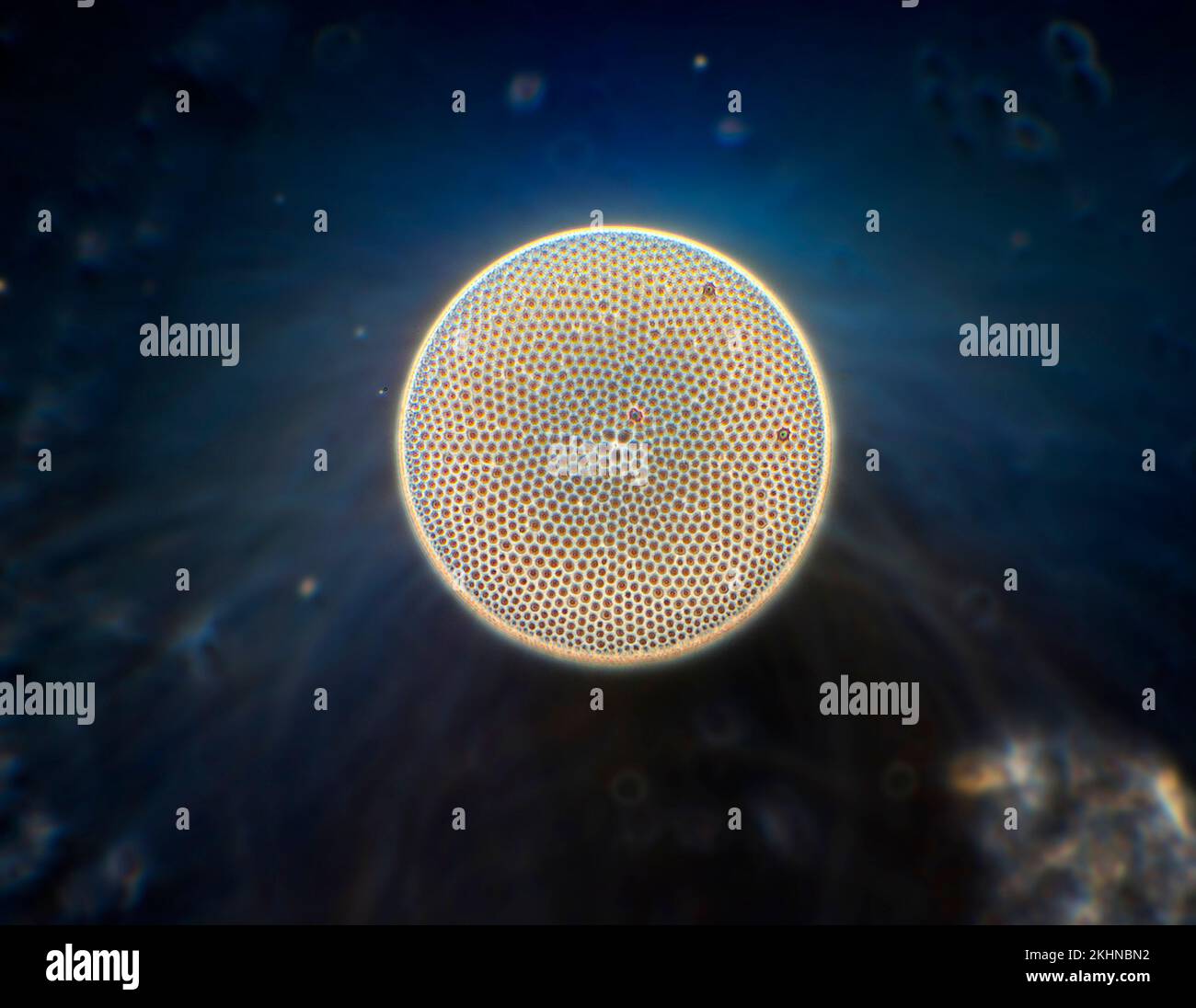 Biodiversity microscope botany marine lake diatoms hi-res stock ...