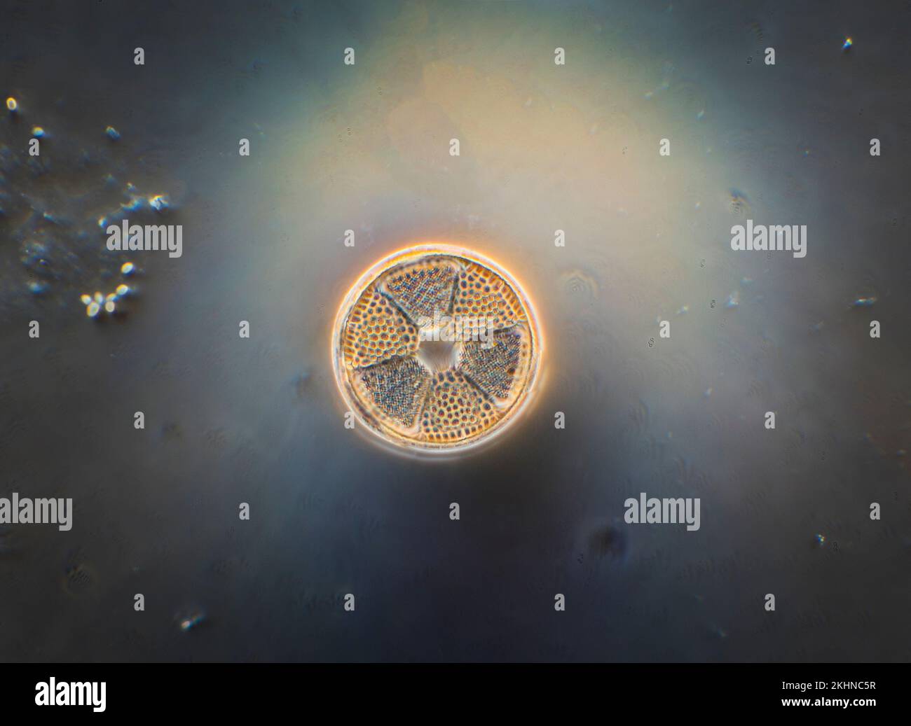 Phytoplankton biodiversity microscope hi-res stock photography and ...